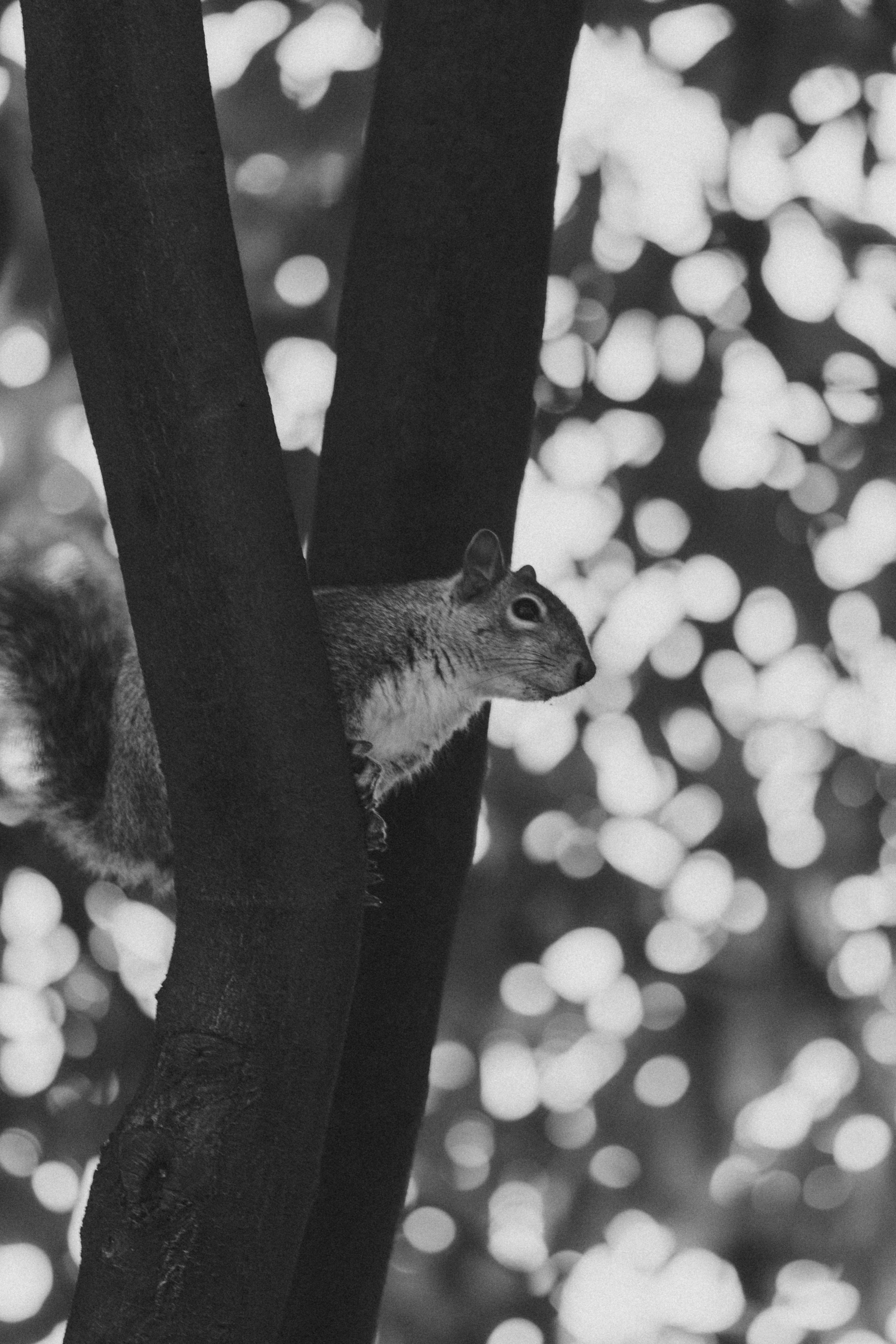 Foto de stock gratuita sobre al aire libre, animal, animal salvaje ...