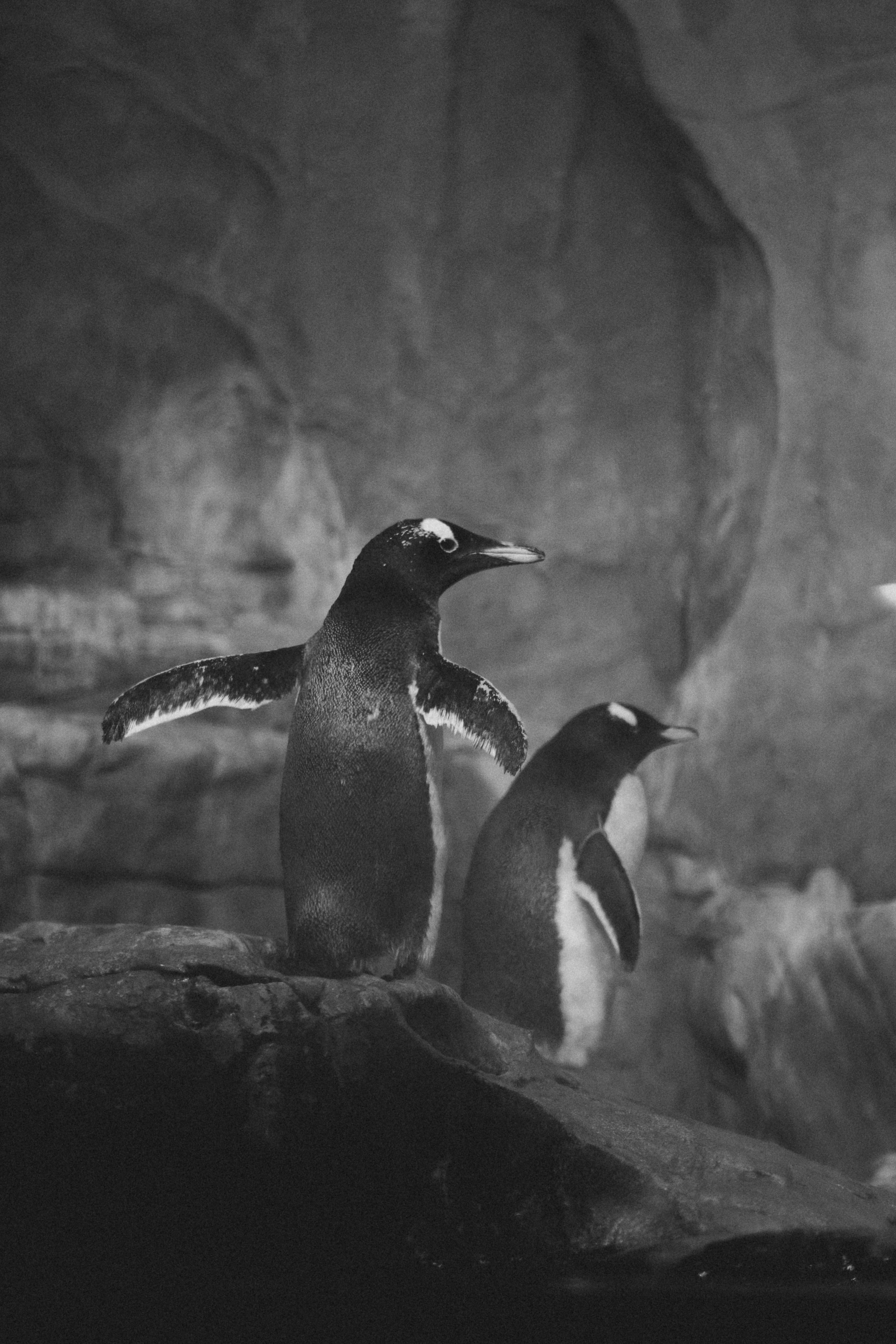 Penguins in the wild · Free Stock Photo