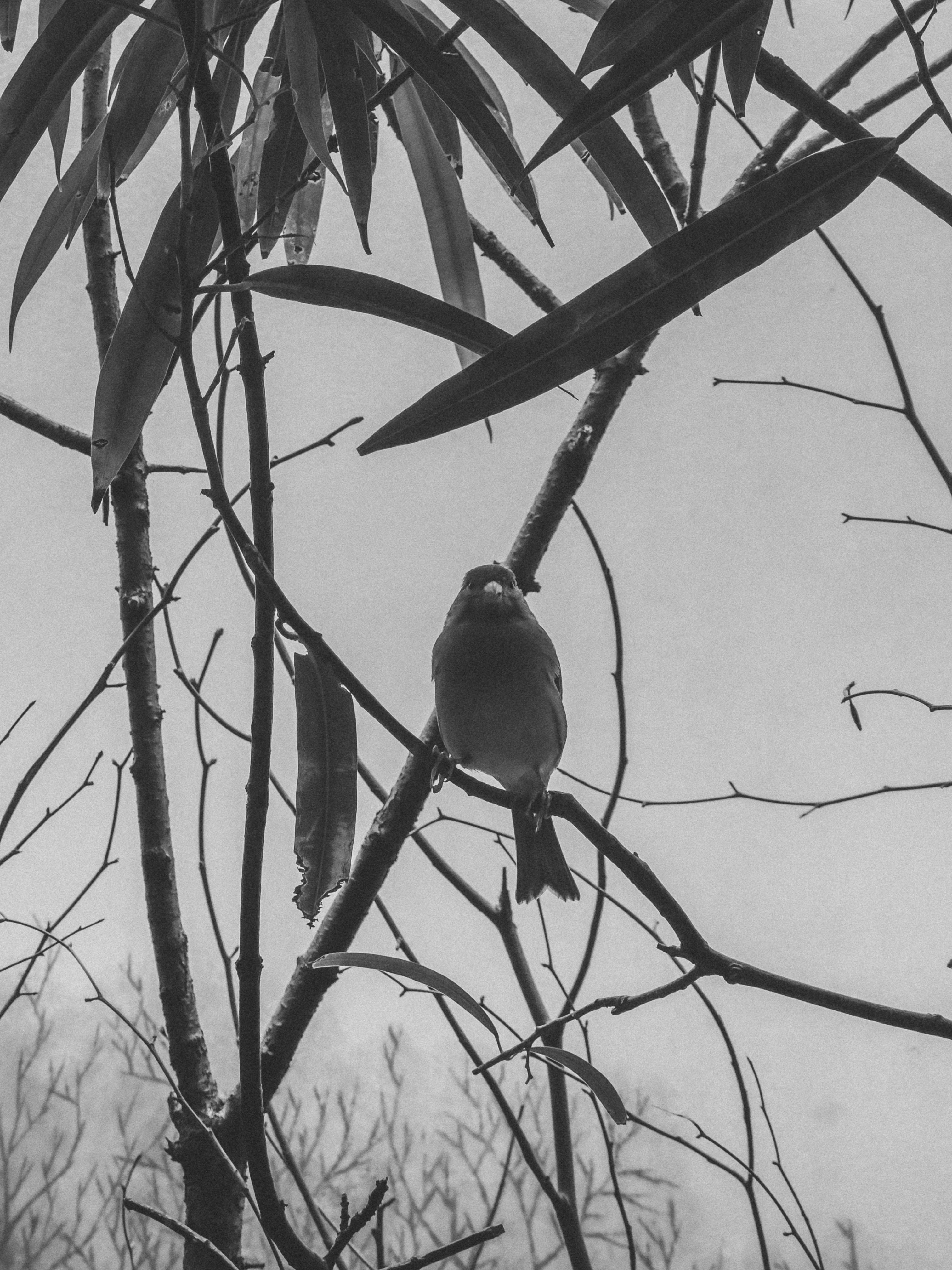 Leafless tree branches in winter forest · Free Stock Photo