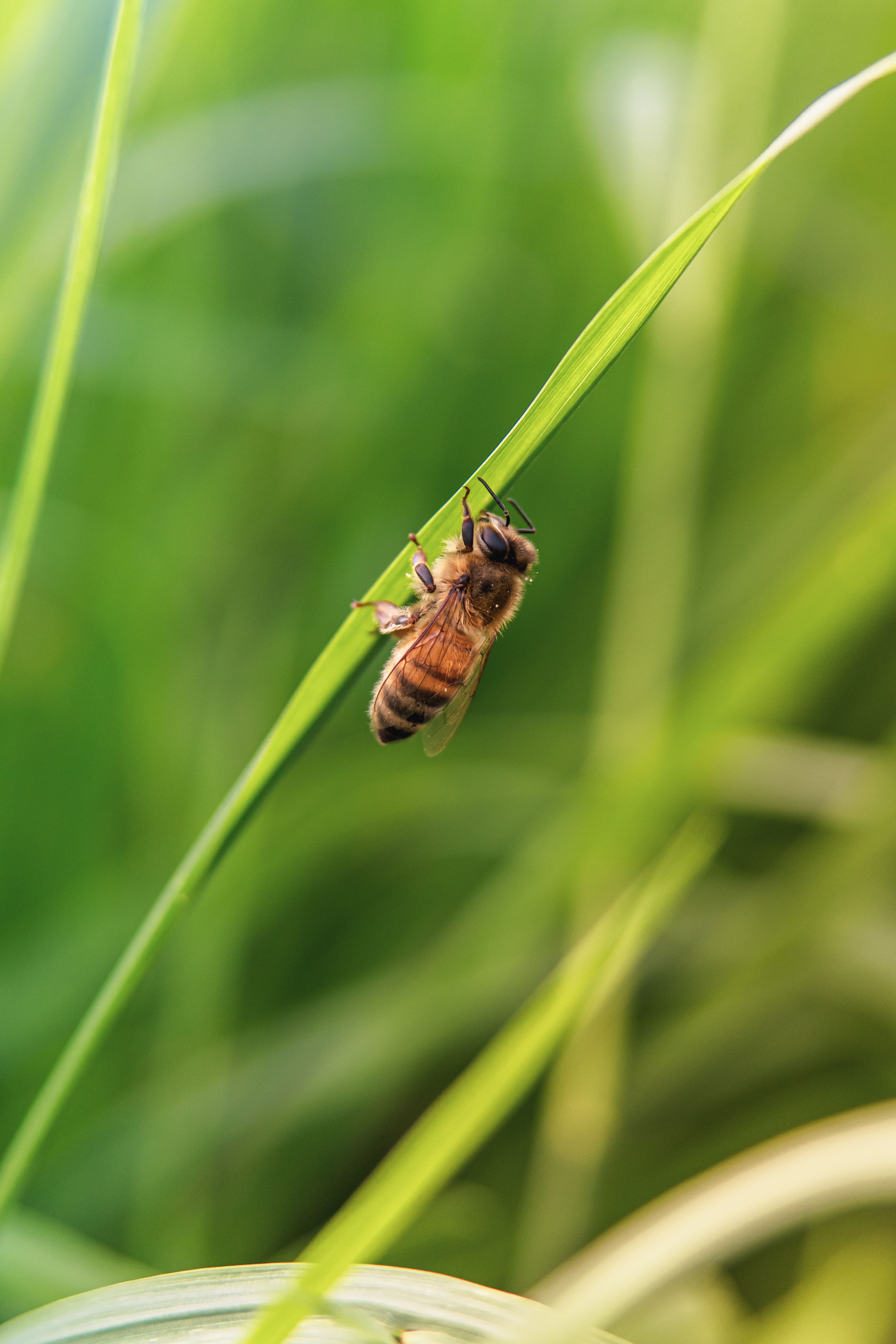 A bee is sitting on top of some grass · Free Stock Photo