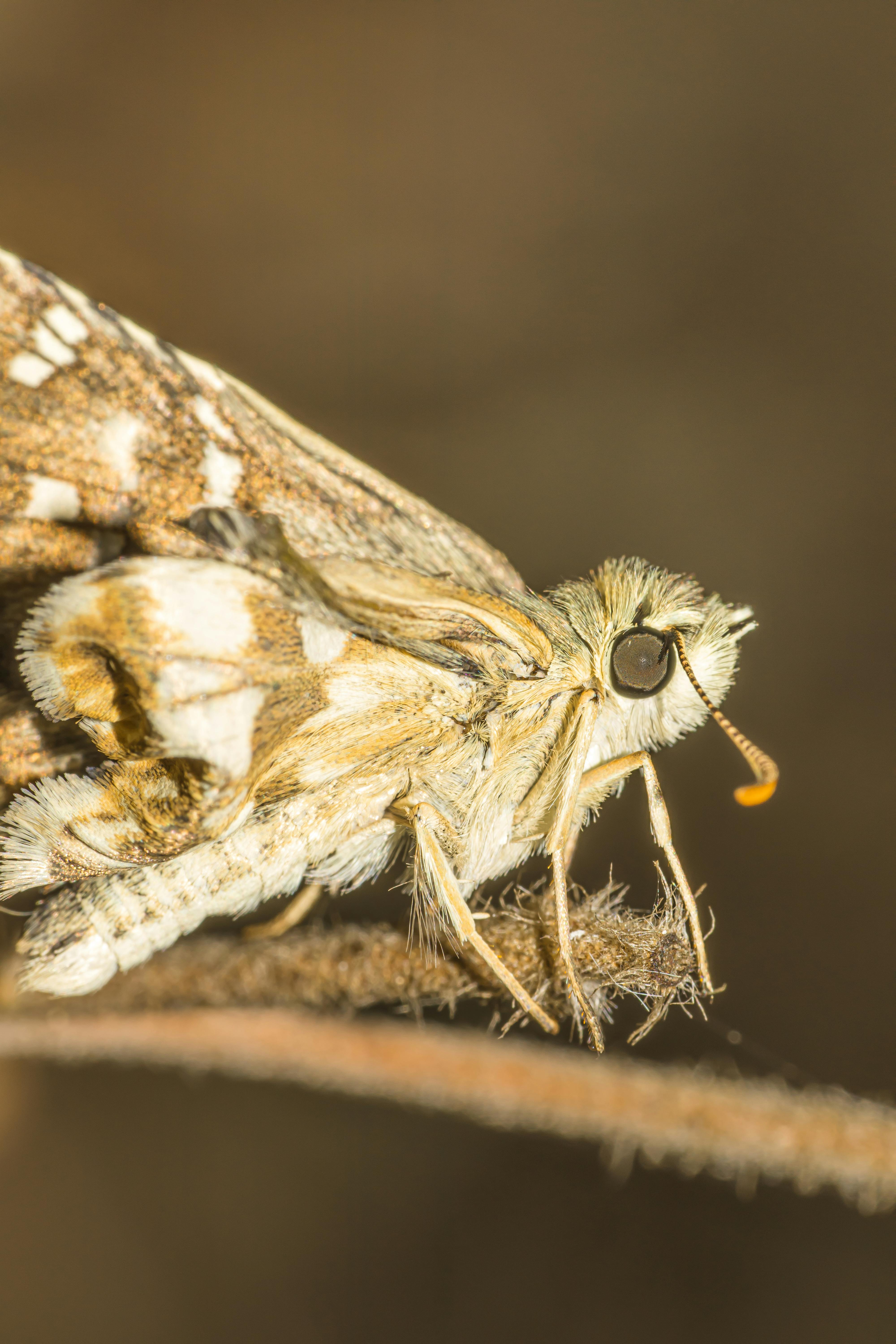 Brown Moth Perched on Green Plant · Free Stock Photo