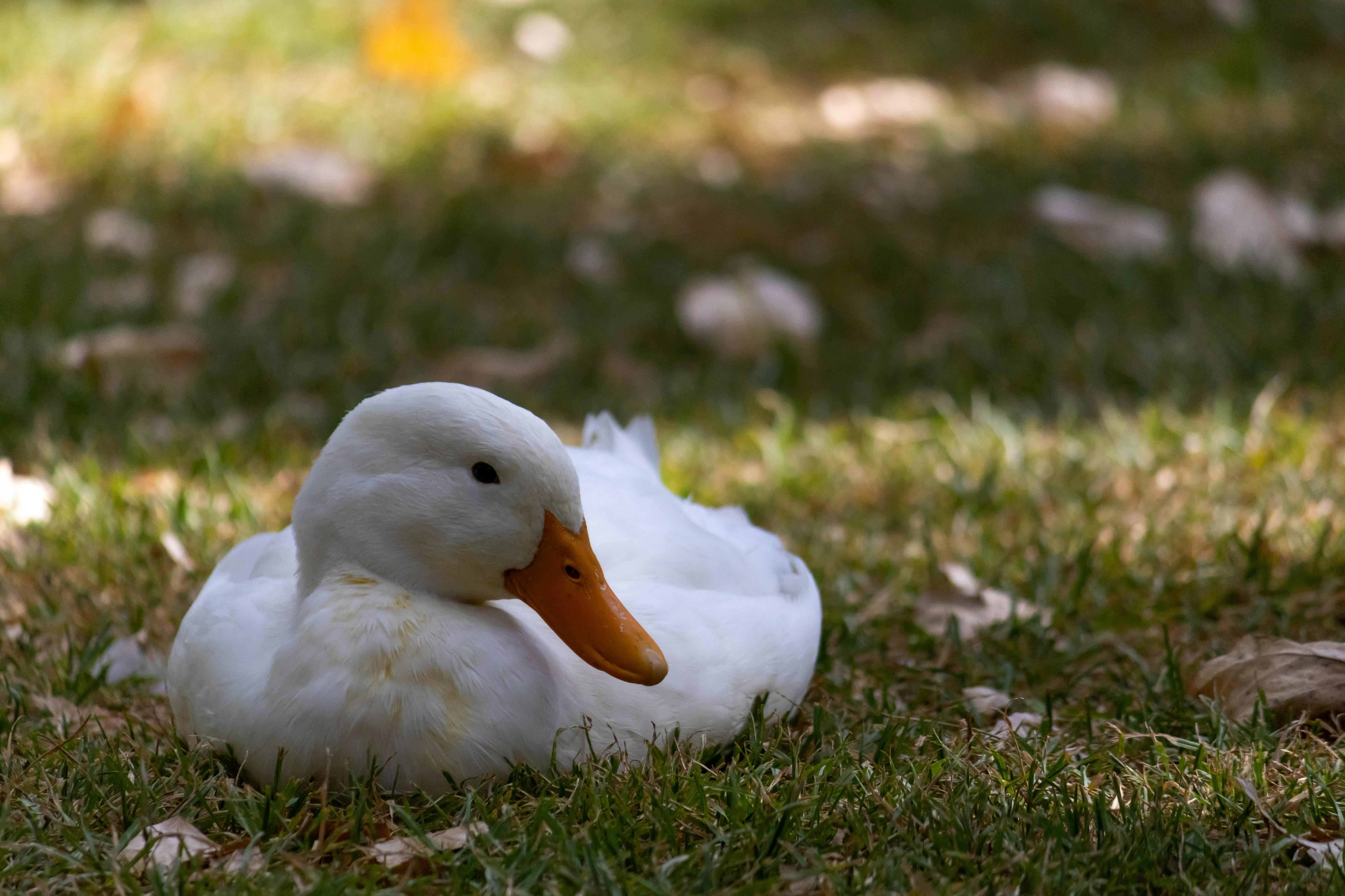 A duck laying on the grass in the sun · Free Stock Photo