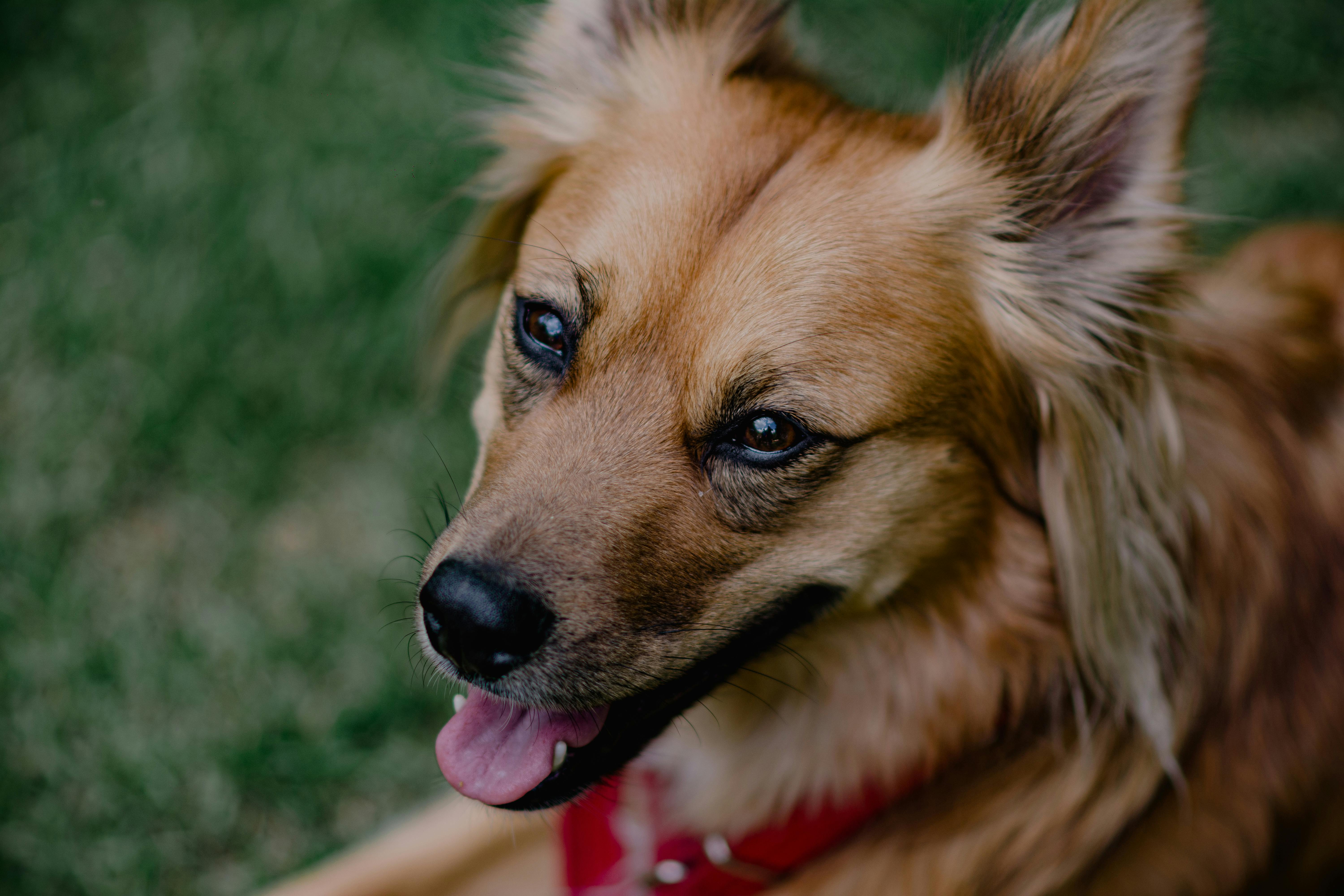 Un perro · Free Stock Photo