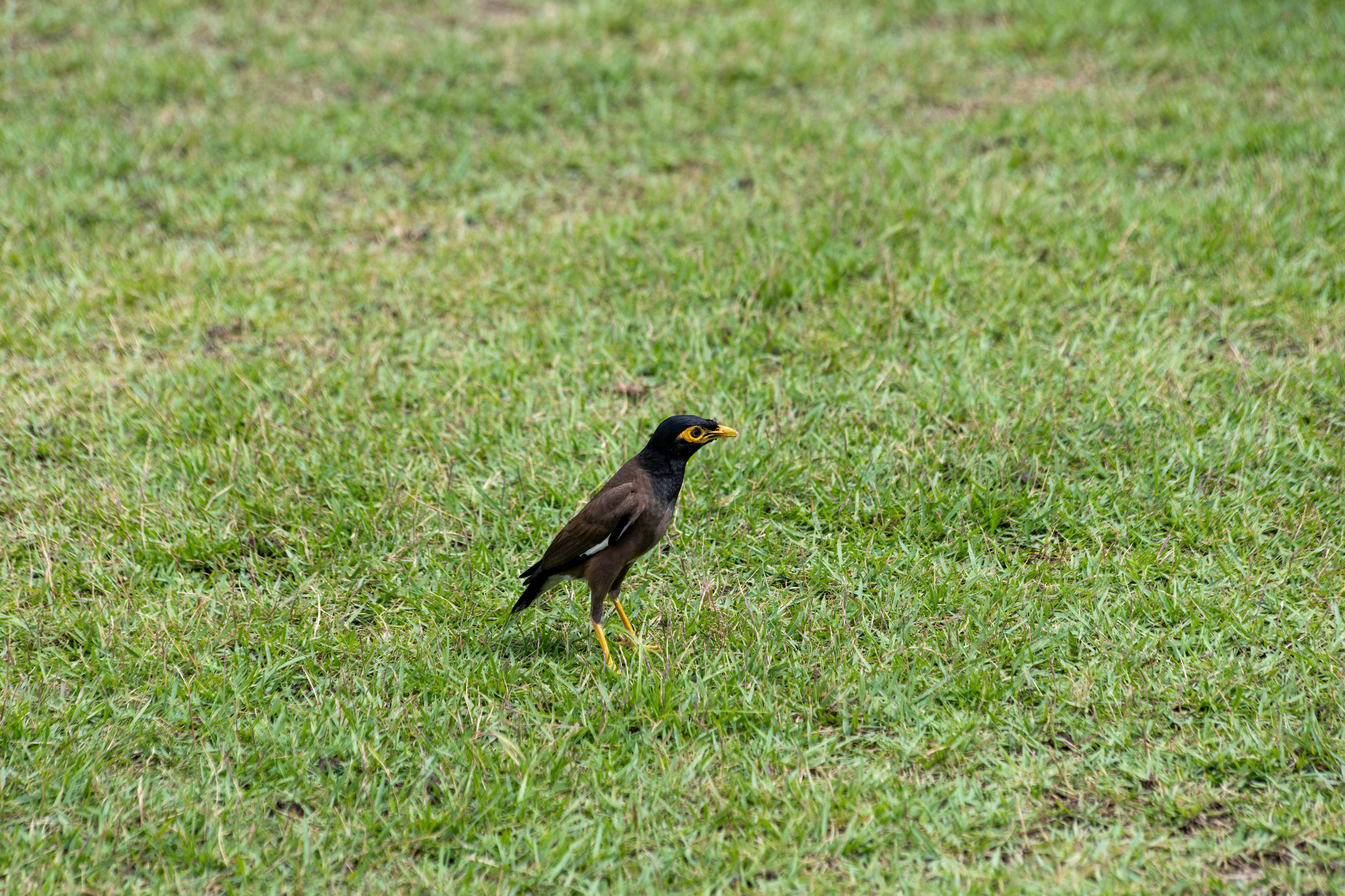 Crested Myna · Free Stock Photo