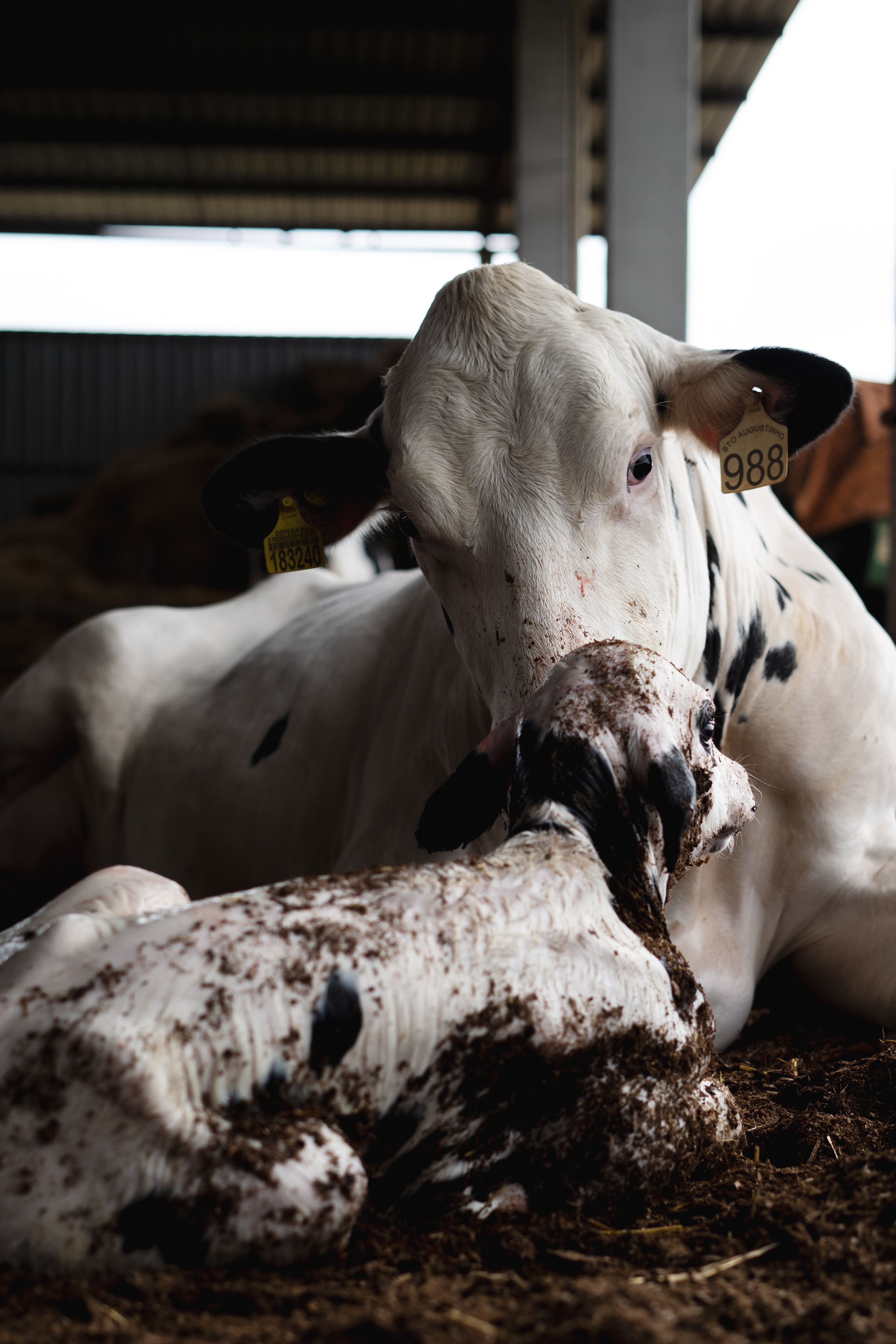 Domestic cow lying on stone ground in farm · Free Stock Photo