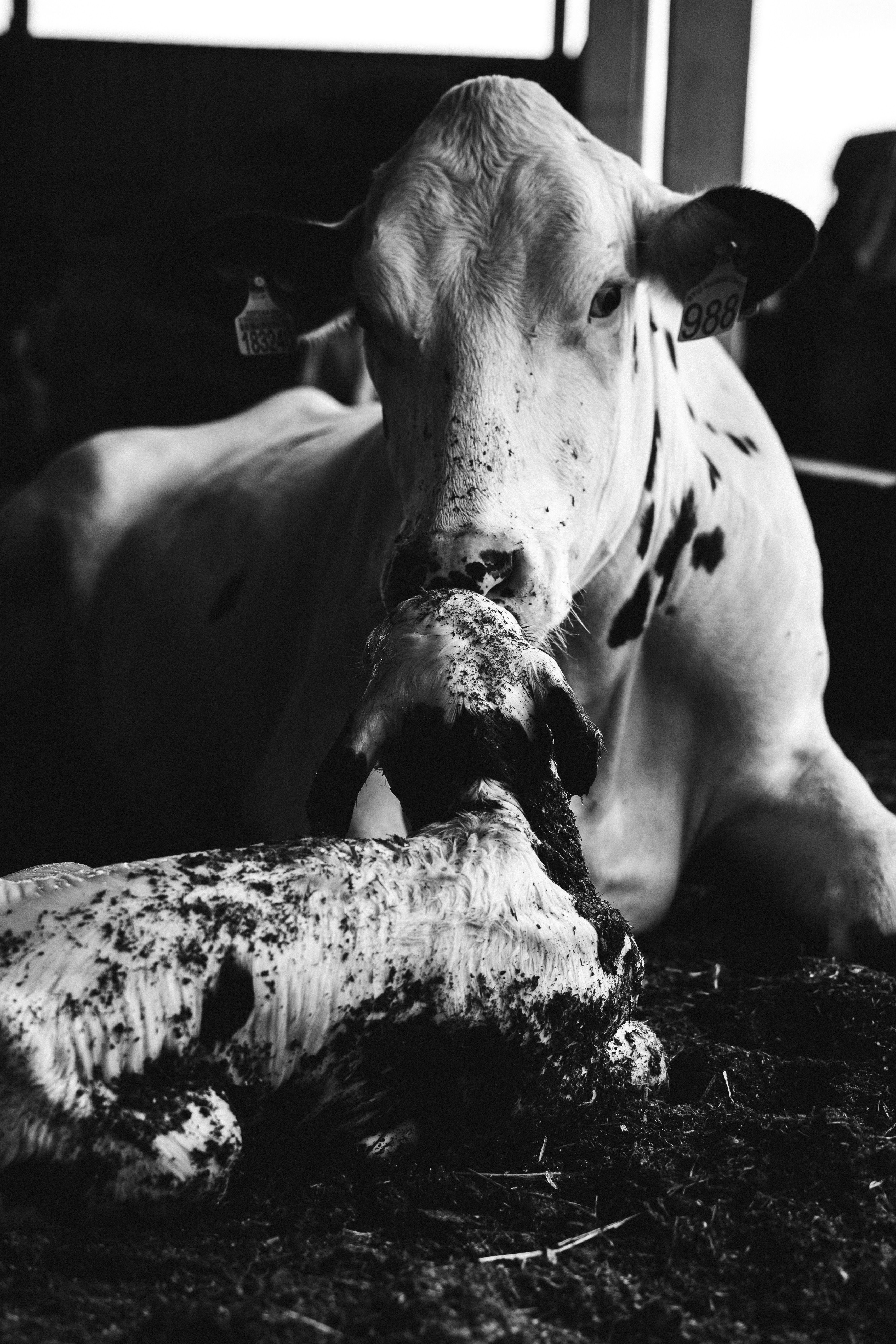 Cow Breastfeeding Calf Photos, Download The BEST Free Cow Breastfeeding ...