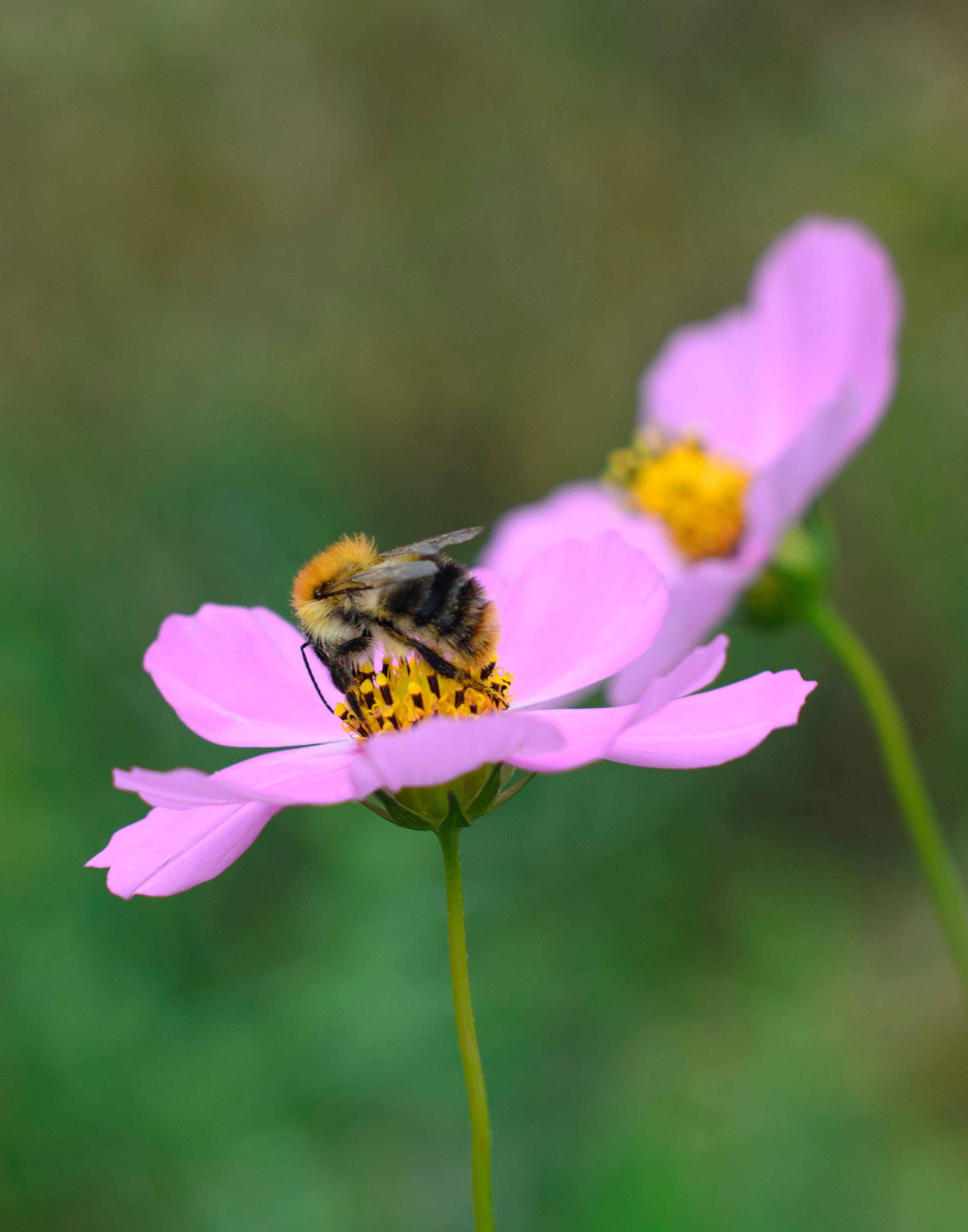 Close-Up Photo Of Bumble Bee On Pink Petaled Flower · Free Stock Photo