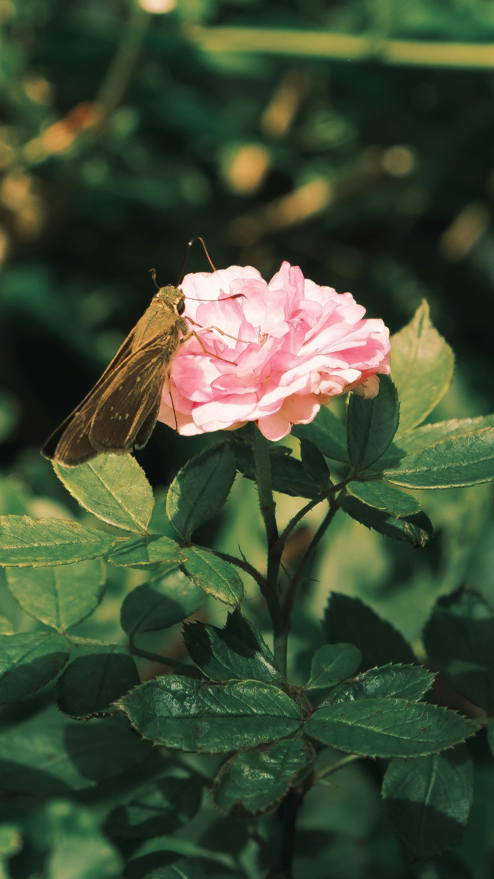 A moth on a pink rose · Free Stock Photo
