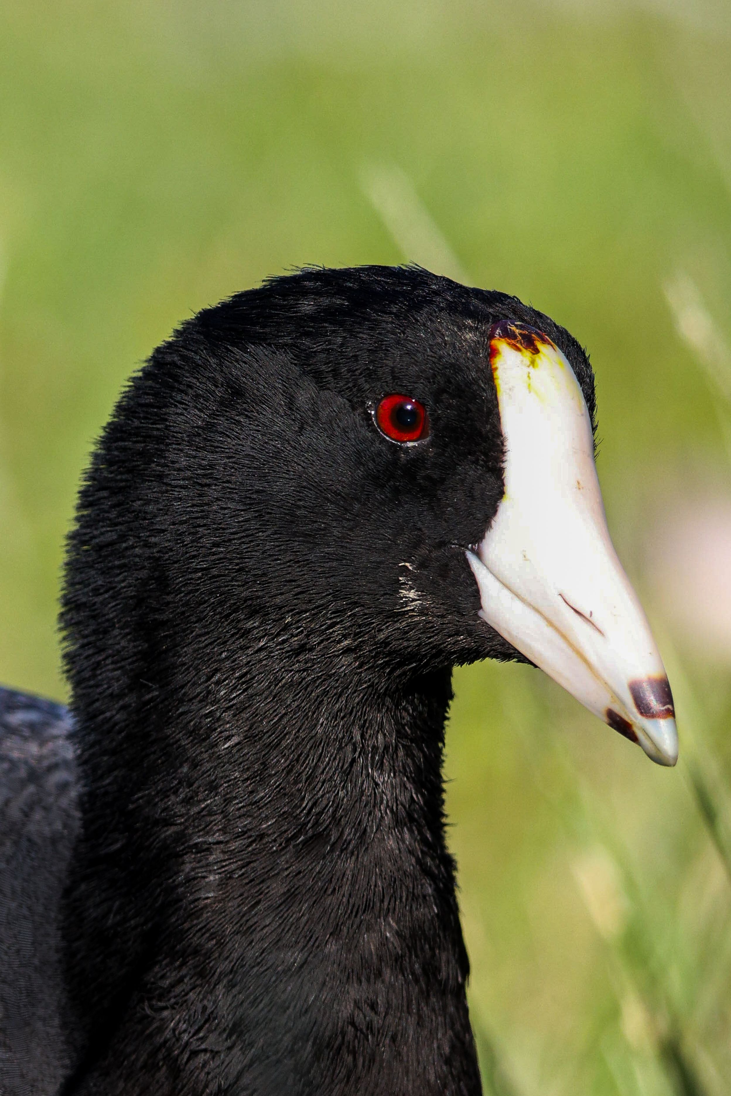 A black bird with a white beak and red eyes · Free Stock Photo