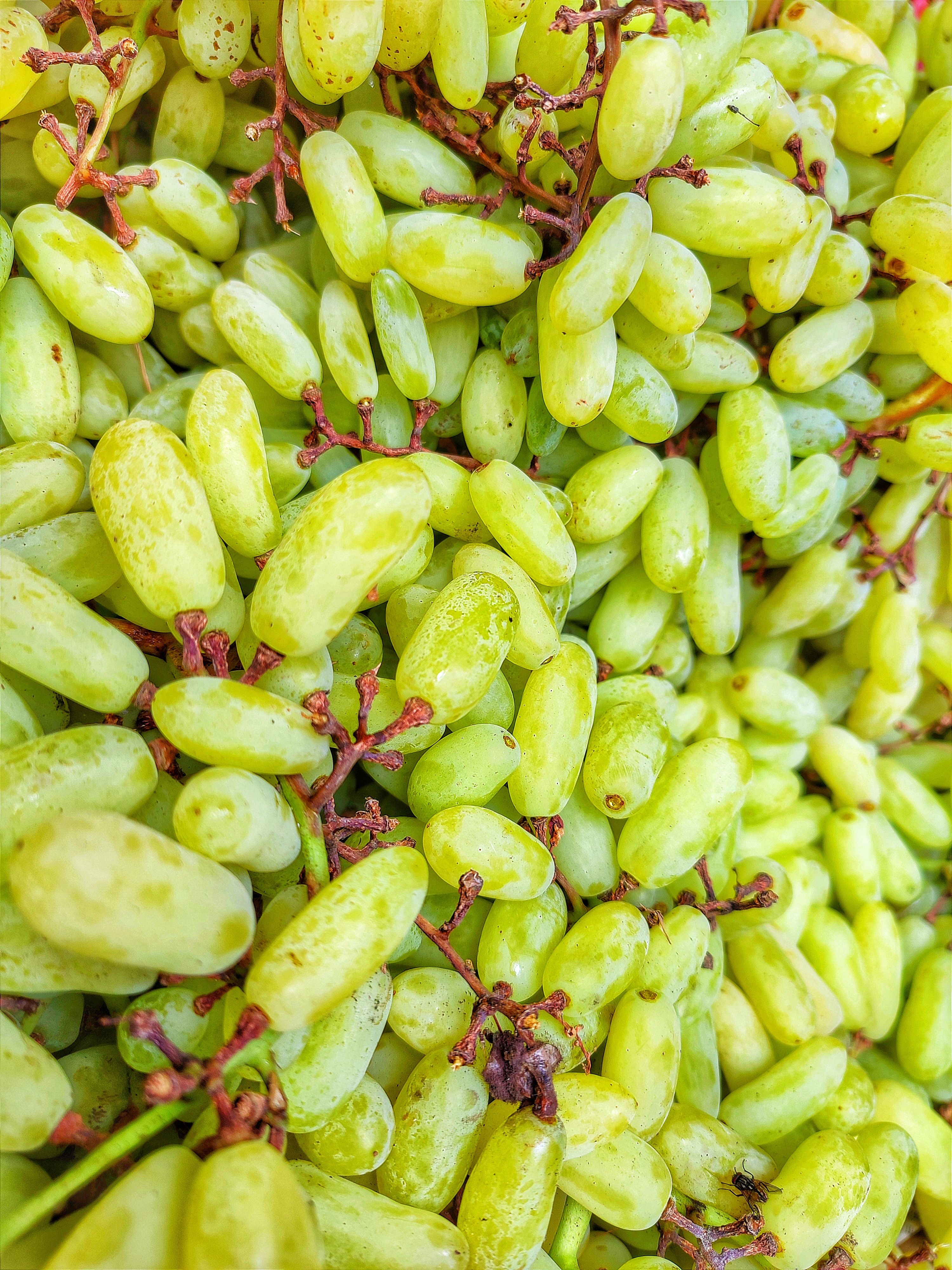 Foto de stock gratuita sobre agricultura, aperitivo, color vibrante ...