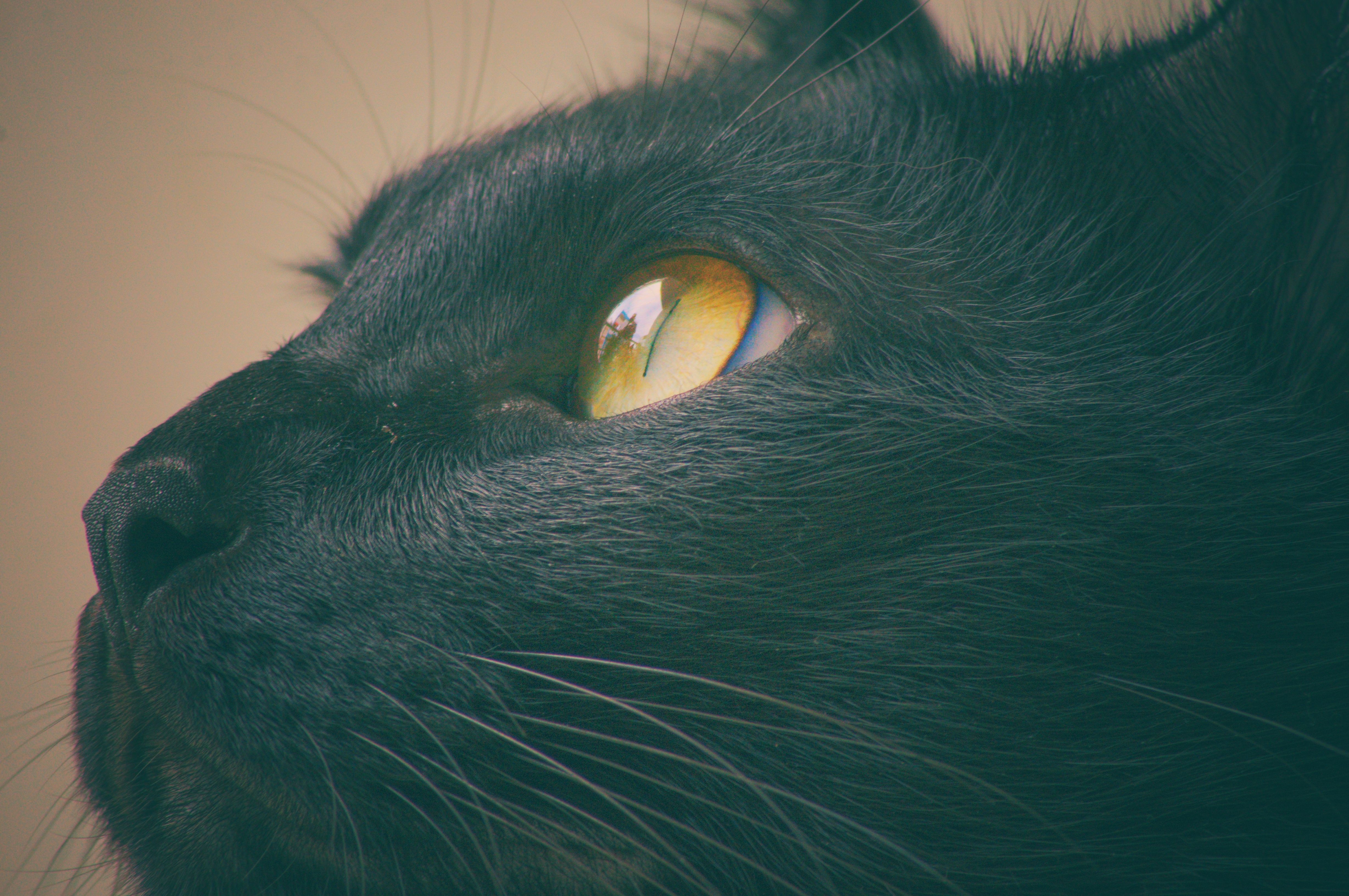 Portrait of Black Cat with Yellow Eyes · Free Stock Photo