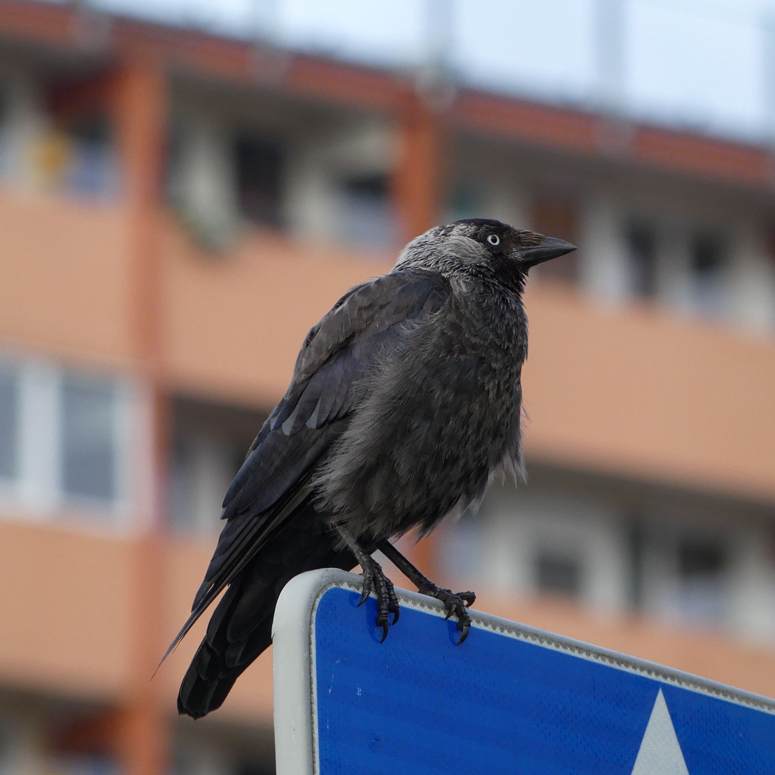 Foto gratuita di alto contrasto, birdwatching, cartello stradale, città ...