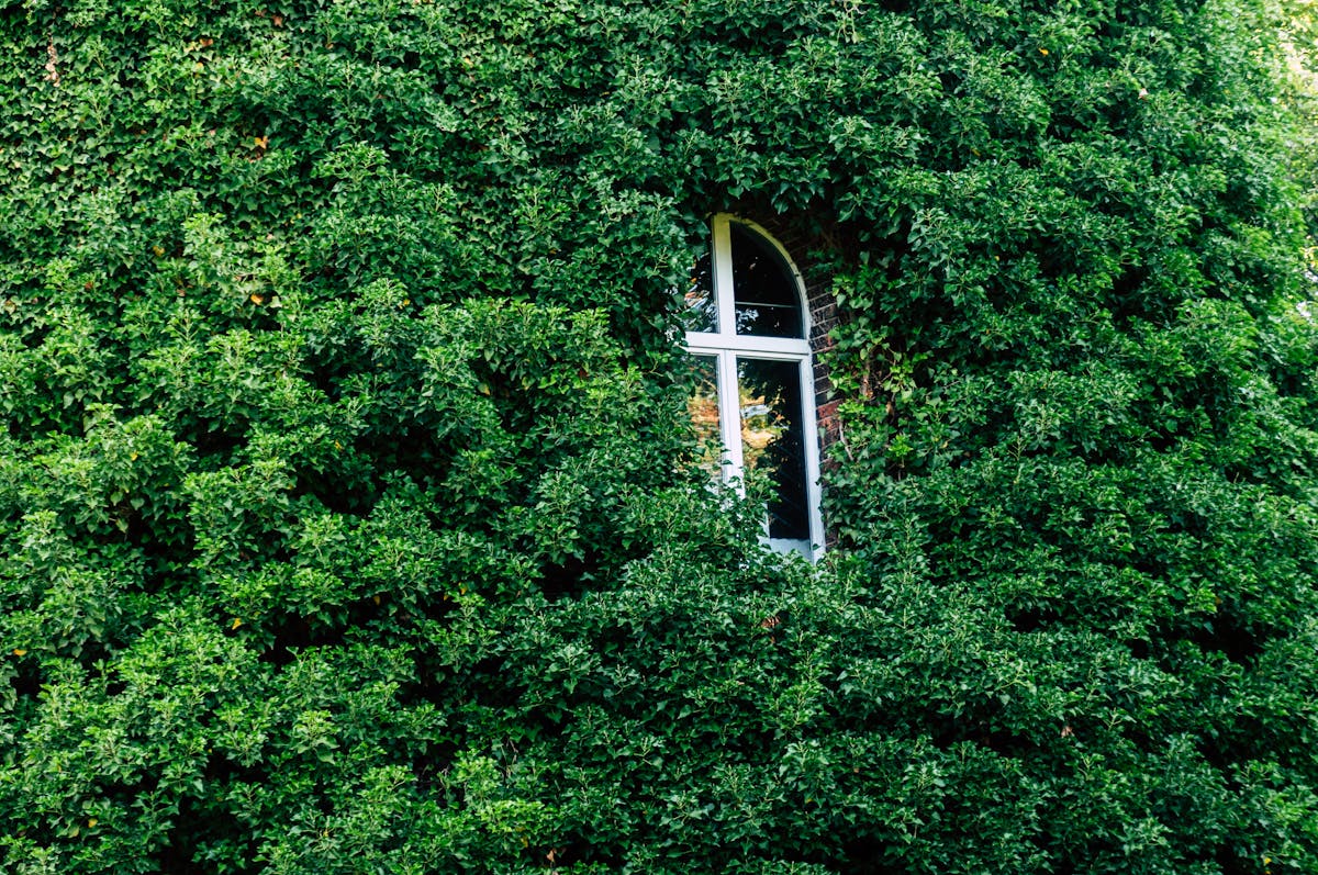 Arched Window Photos, Download The BEST Free Arched Window Stock Photos ...