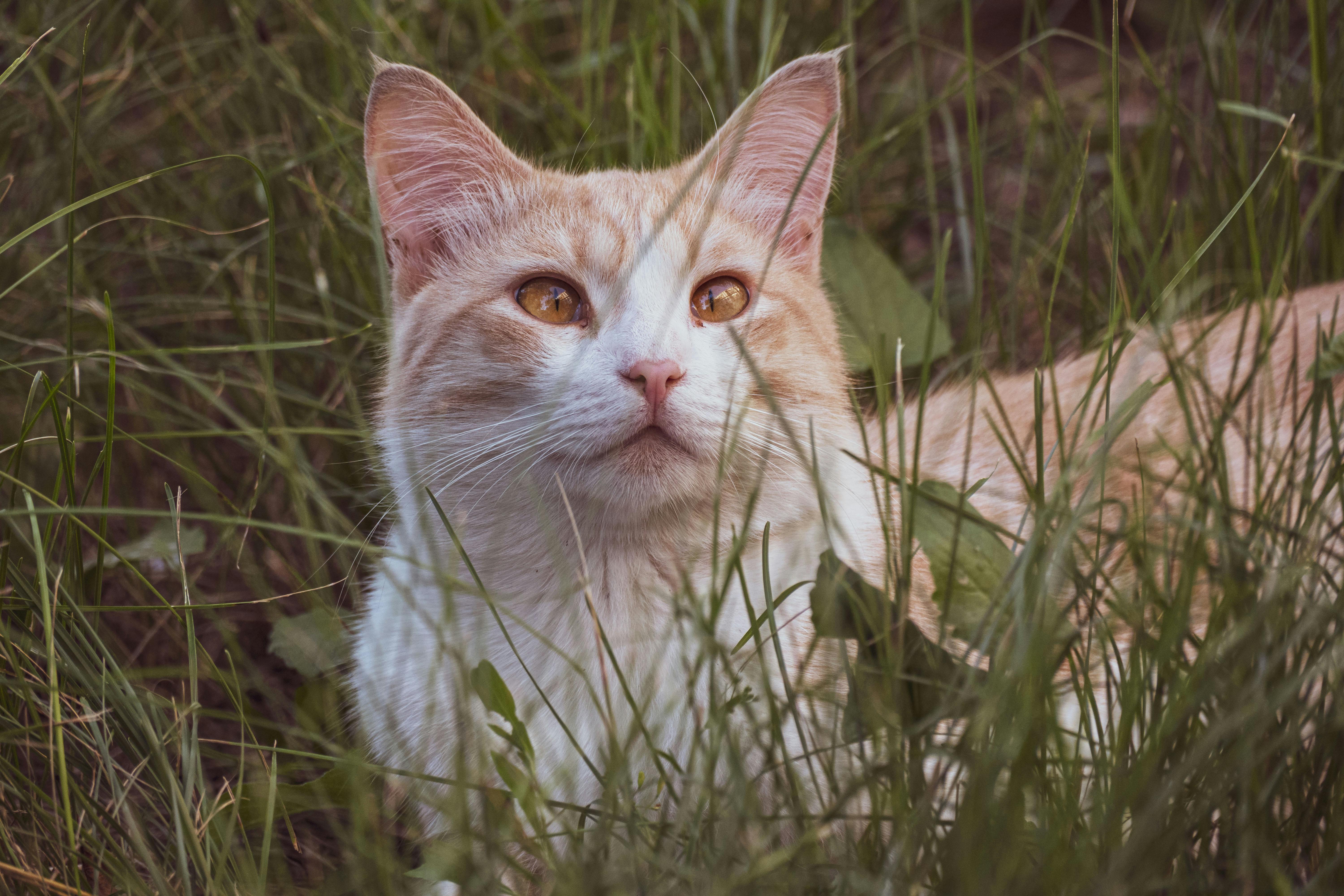 40 000+ Chat Louche banque d’images et photos libres de droit ...