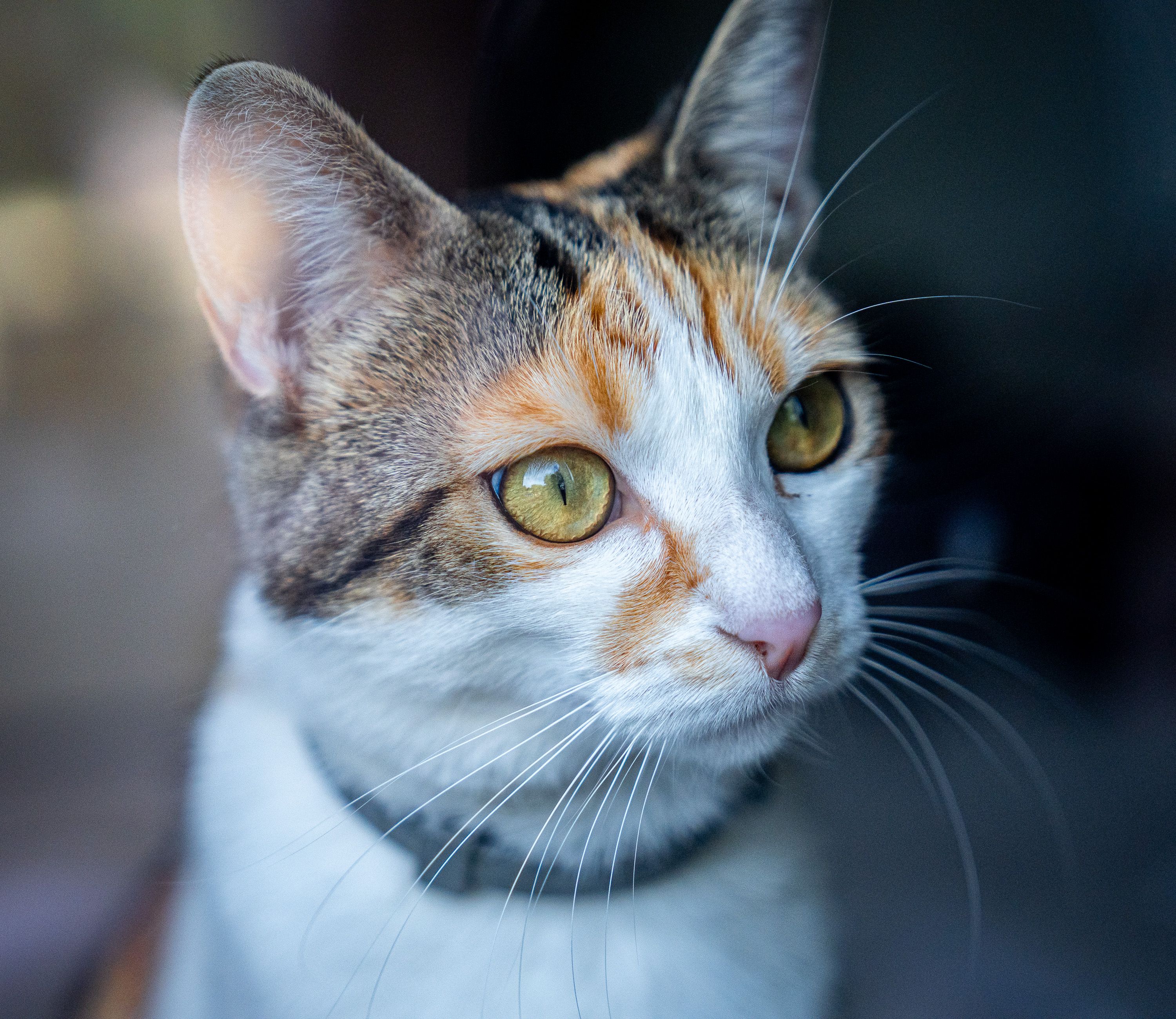 Foto de stock gratuita sobre amante de los gatos, amigo peludo, animal ...