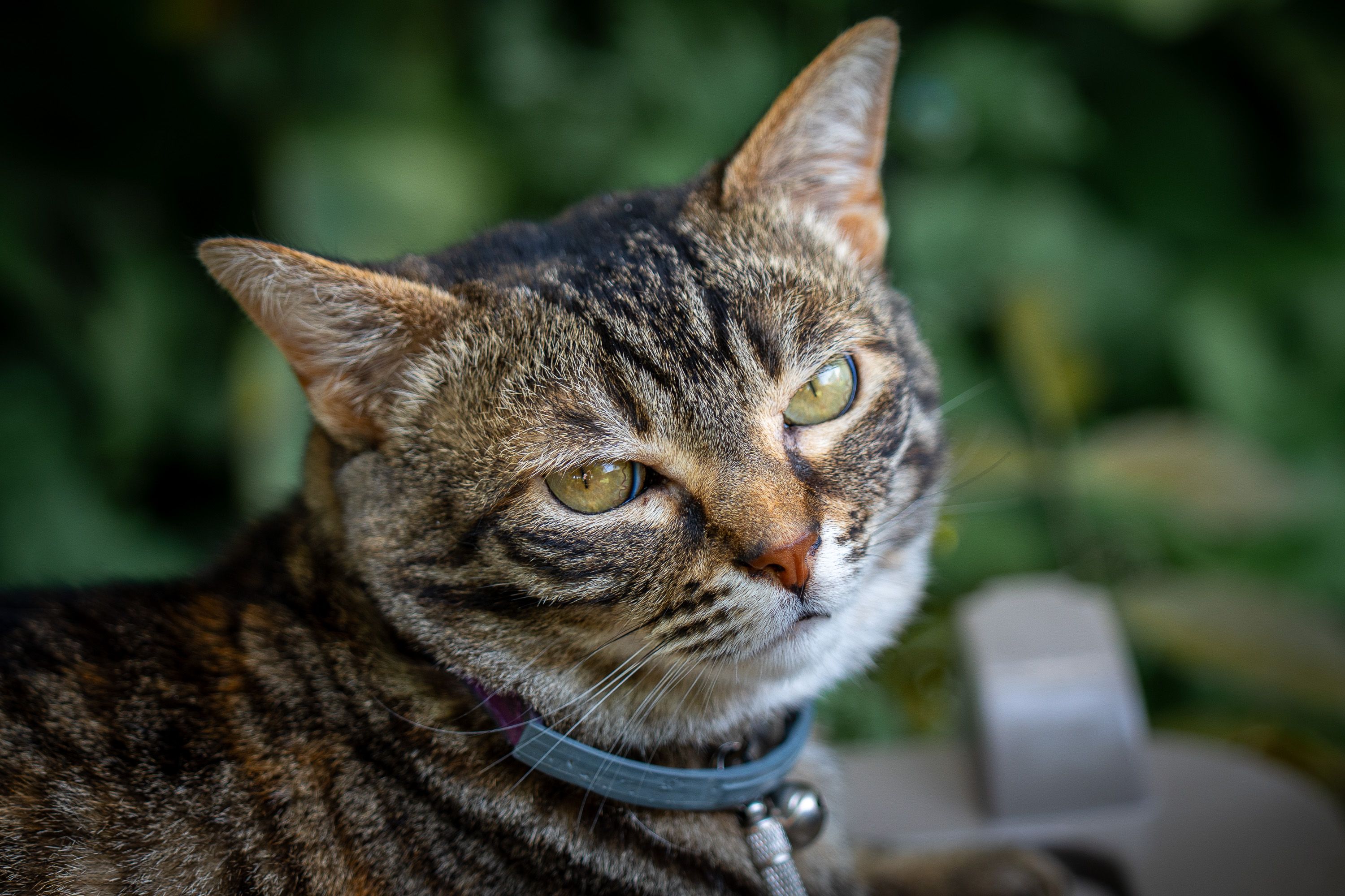 chat · Free Stock Photo