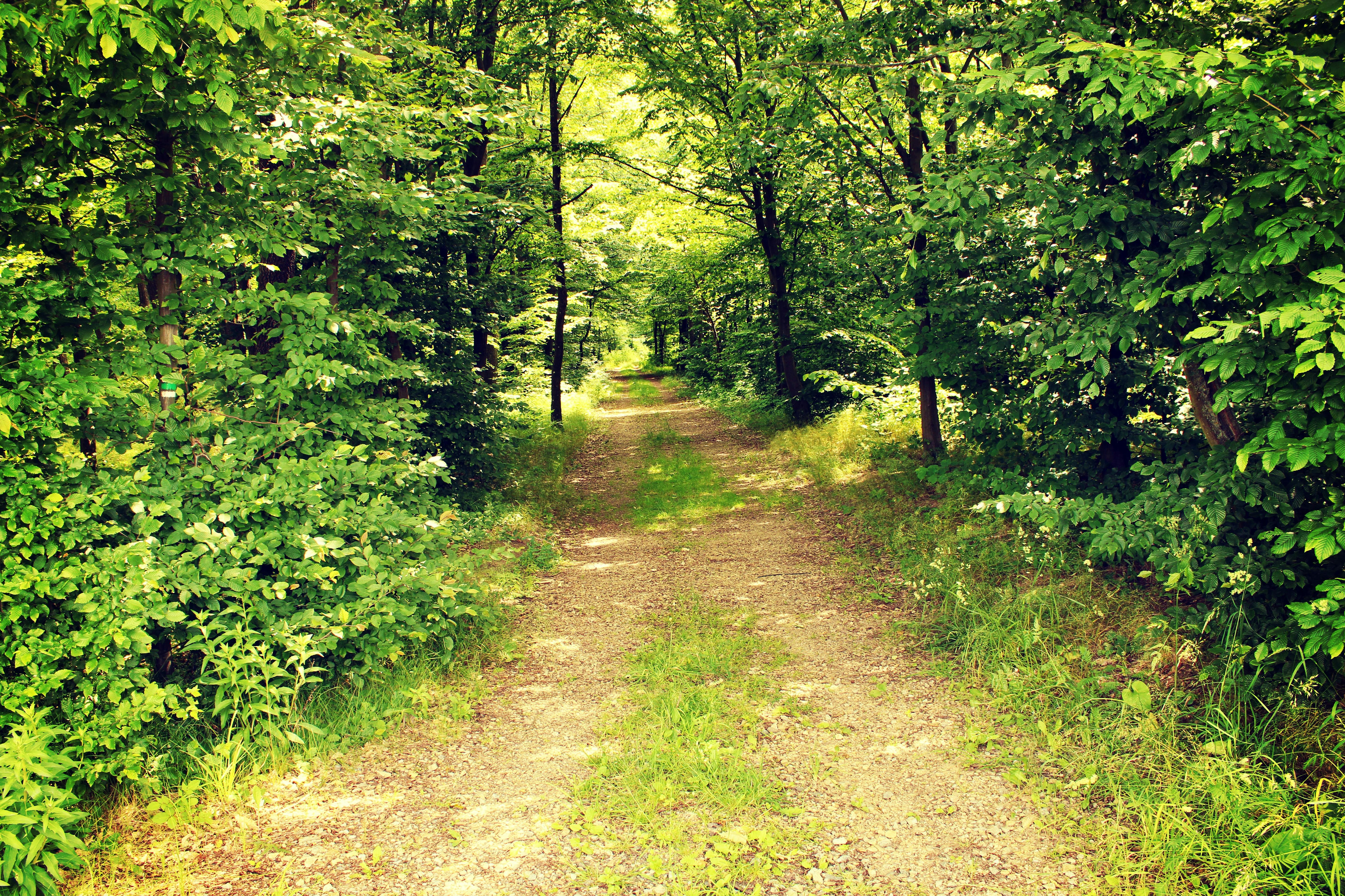 A dirt road in the woods with trees on both sides · Free Stock Photo