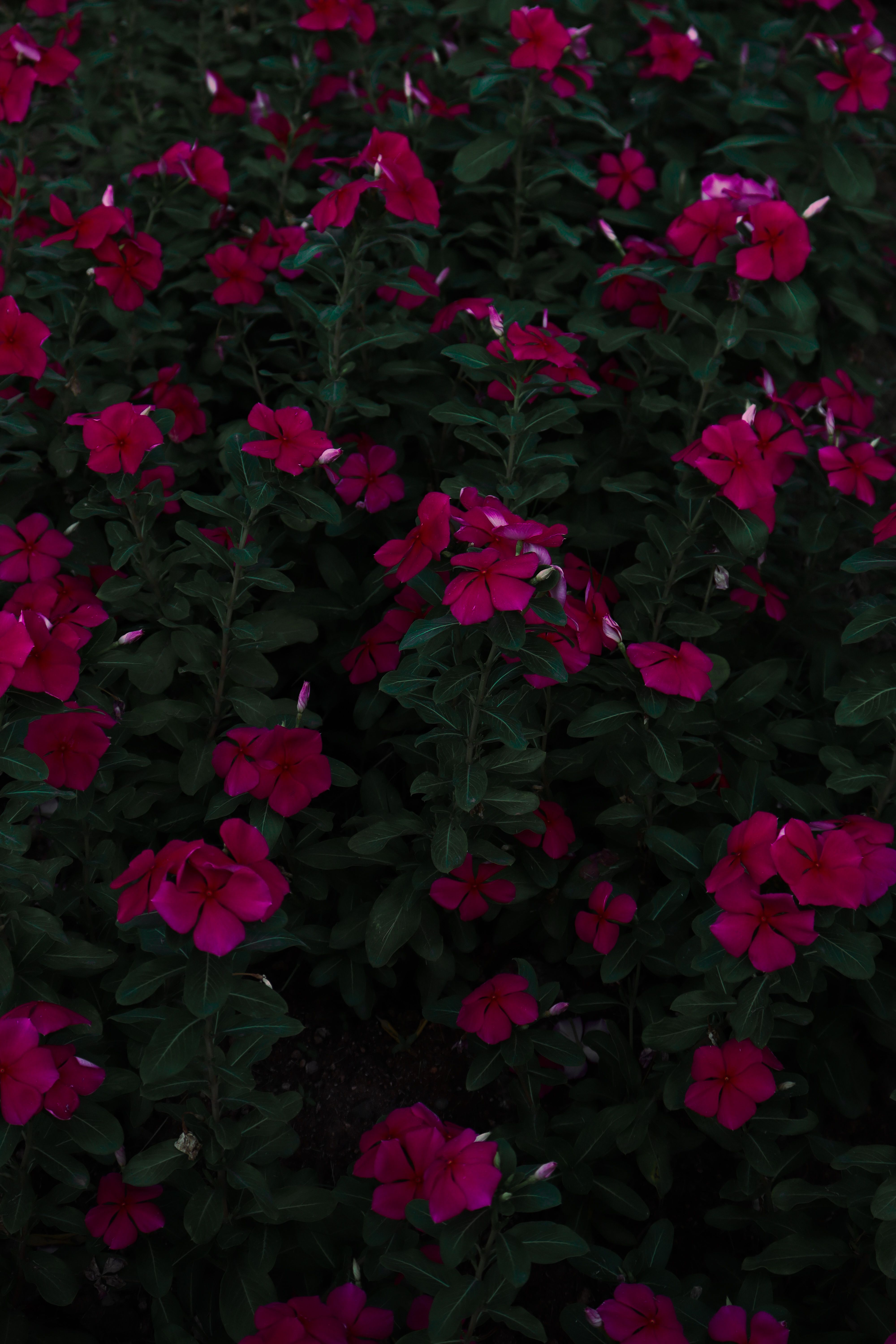 Plant In Bloom Photos, Download The BEST Free Plant In Bloom Stock ...