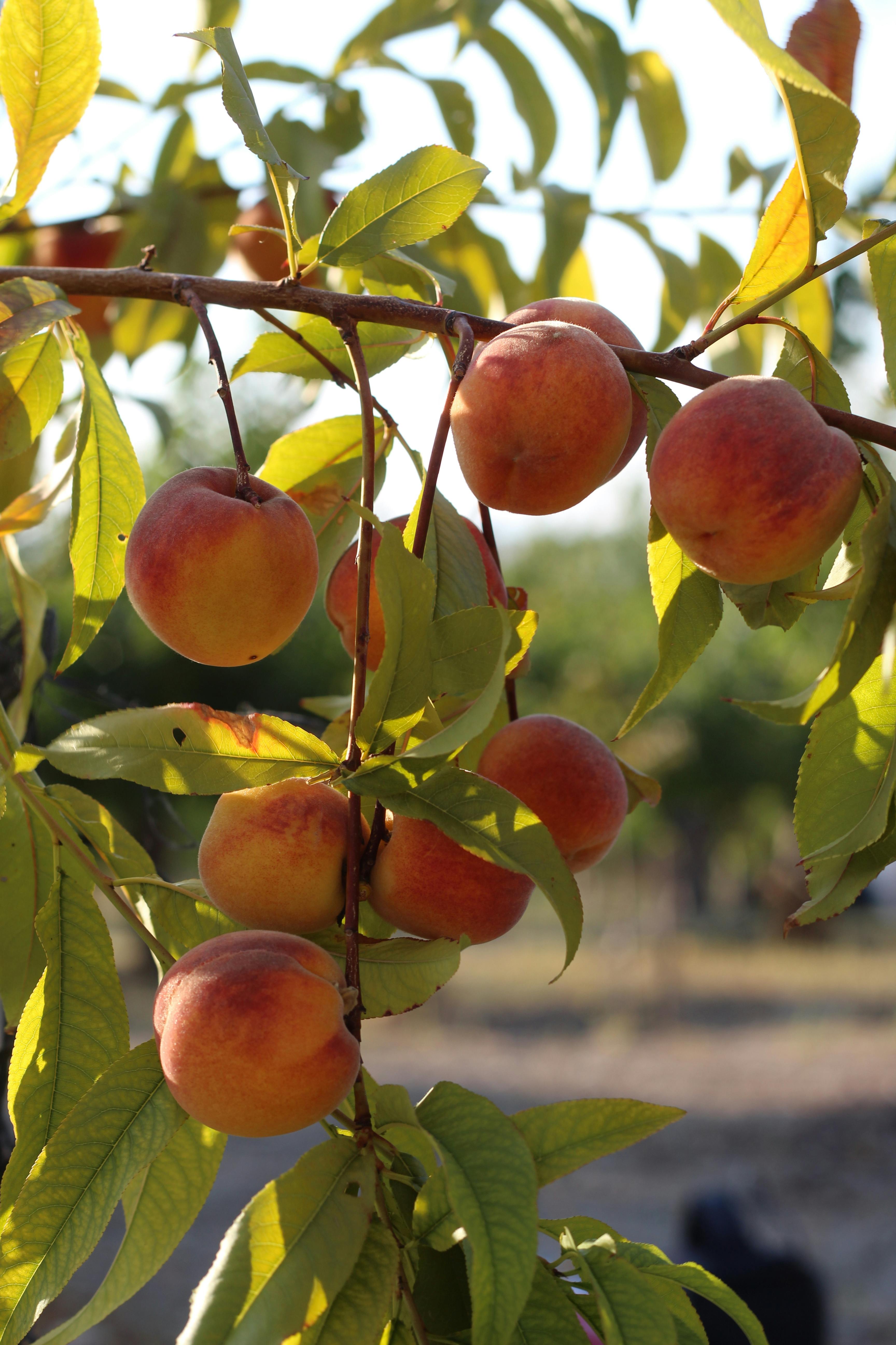 A peach tree with many ripe peaches on it · Free Stock Photo