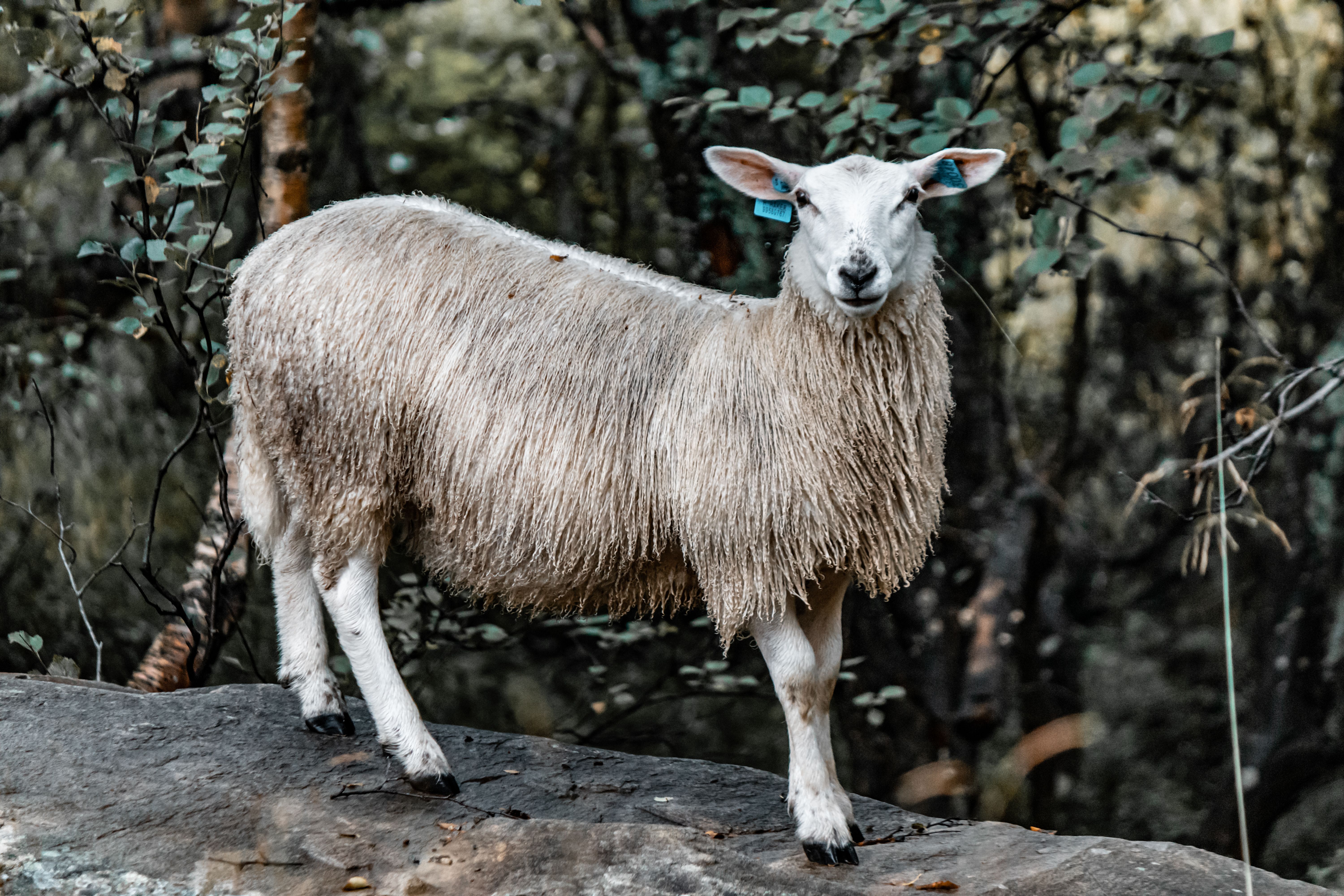Beautiful sheep in Norway on the pasture. · Free Stock Photo