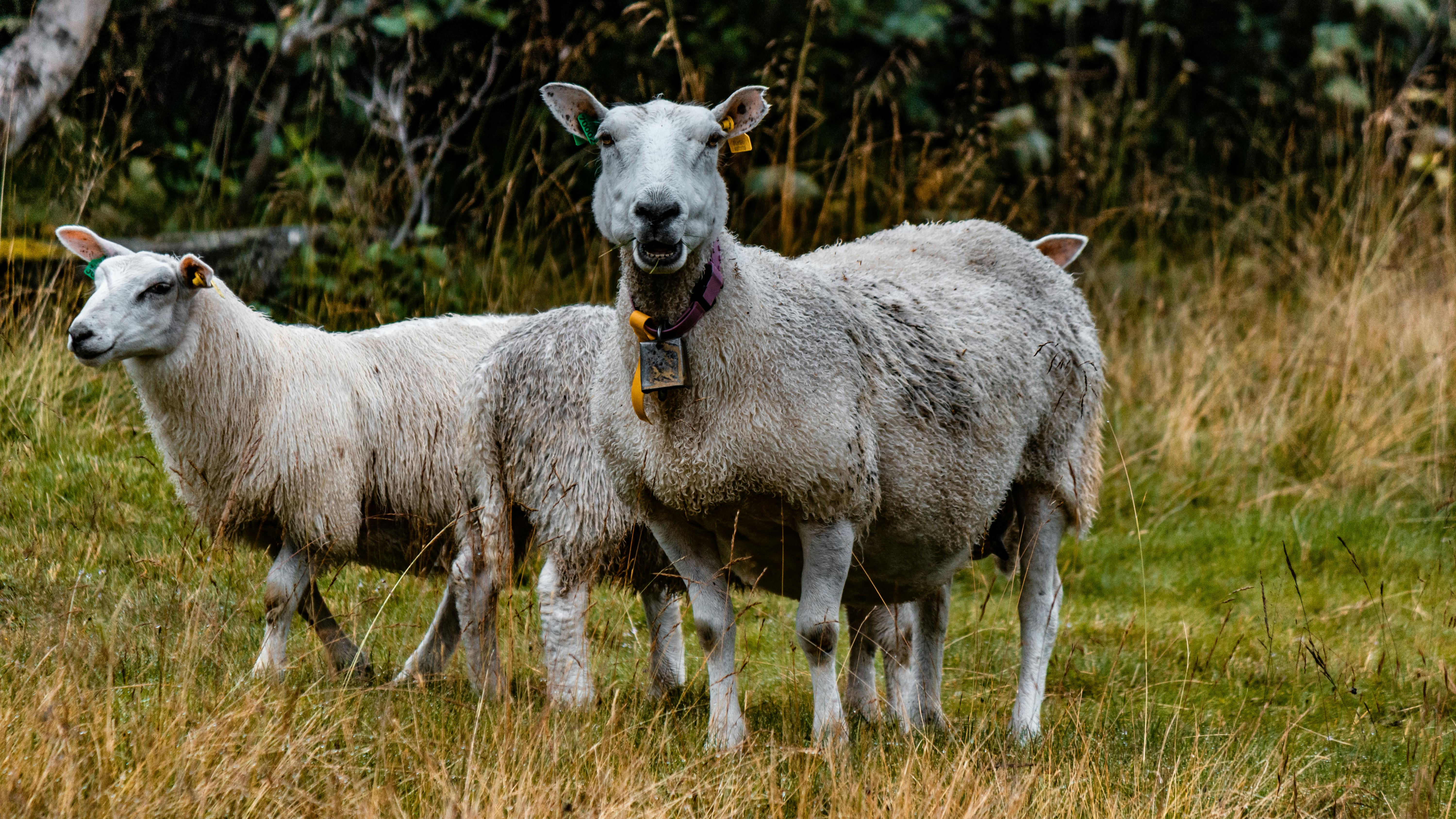 Beautiful sheep in Norway on the pasture. · Free Stock Photo