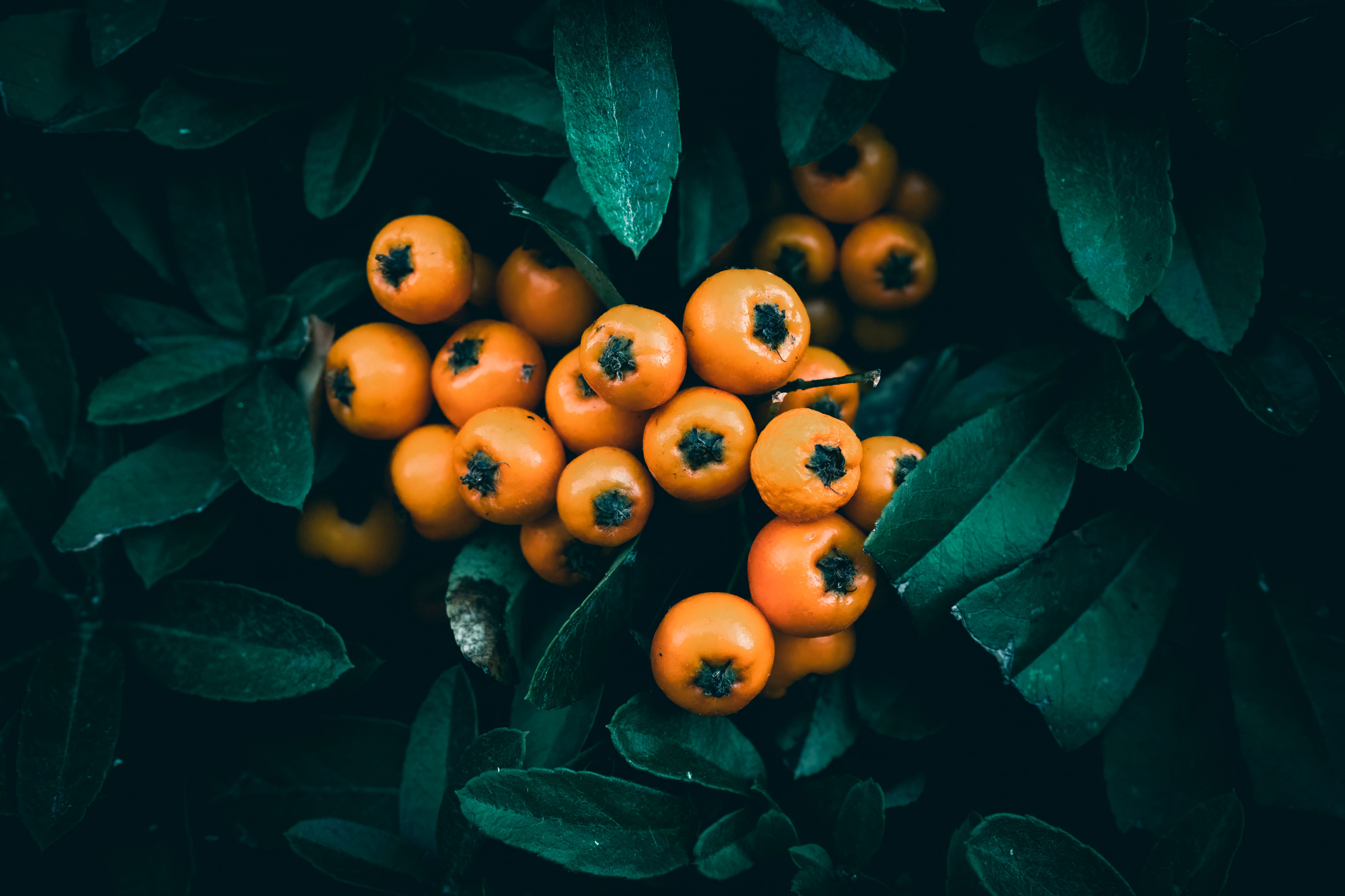 Selective Focus Photograph of Gray Fruit · Free Stock Photo