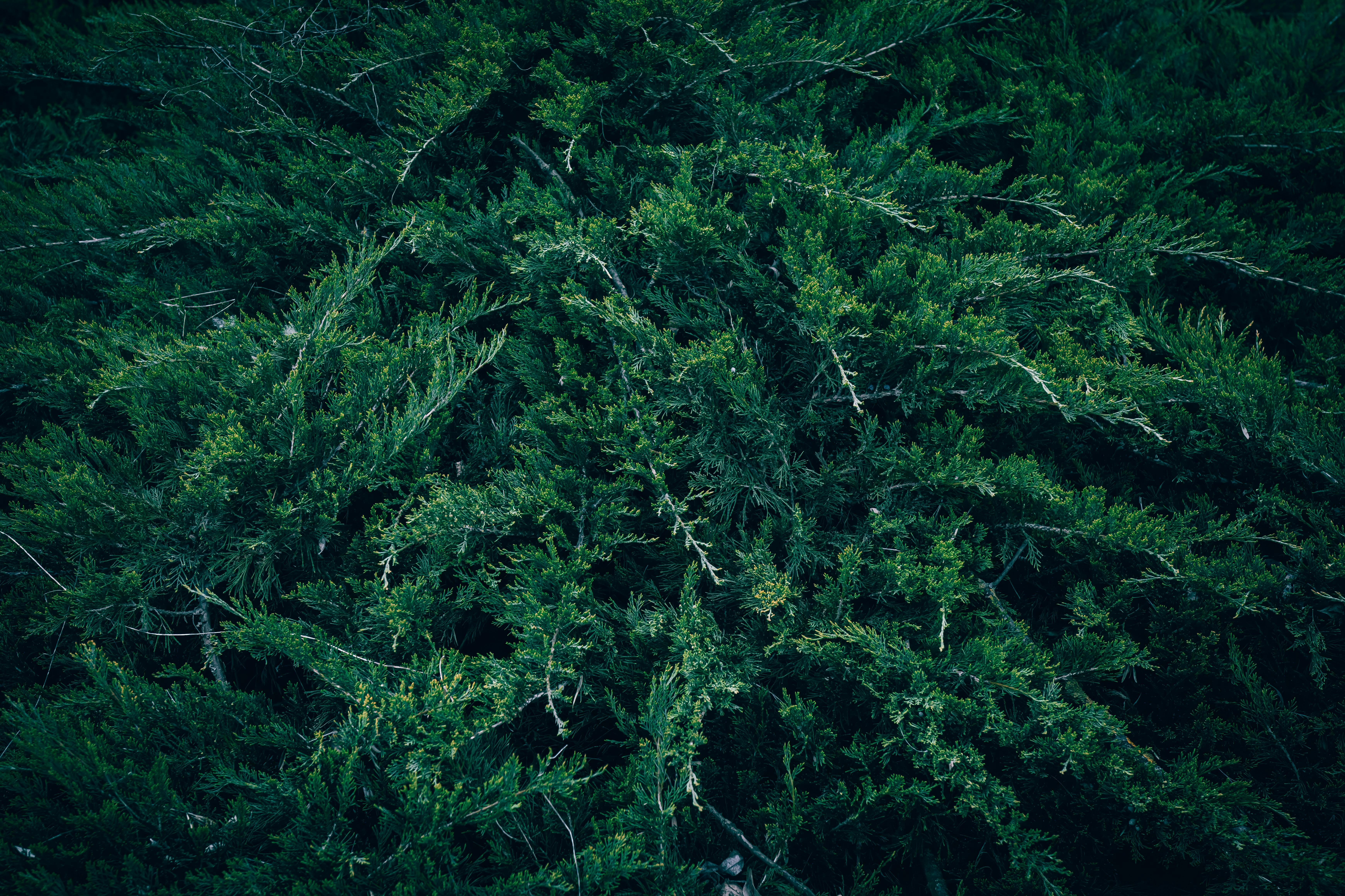 Dark green Juniper bush branches pattern texture · Free Stock Photo