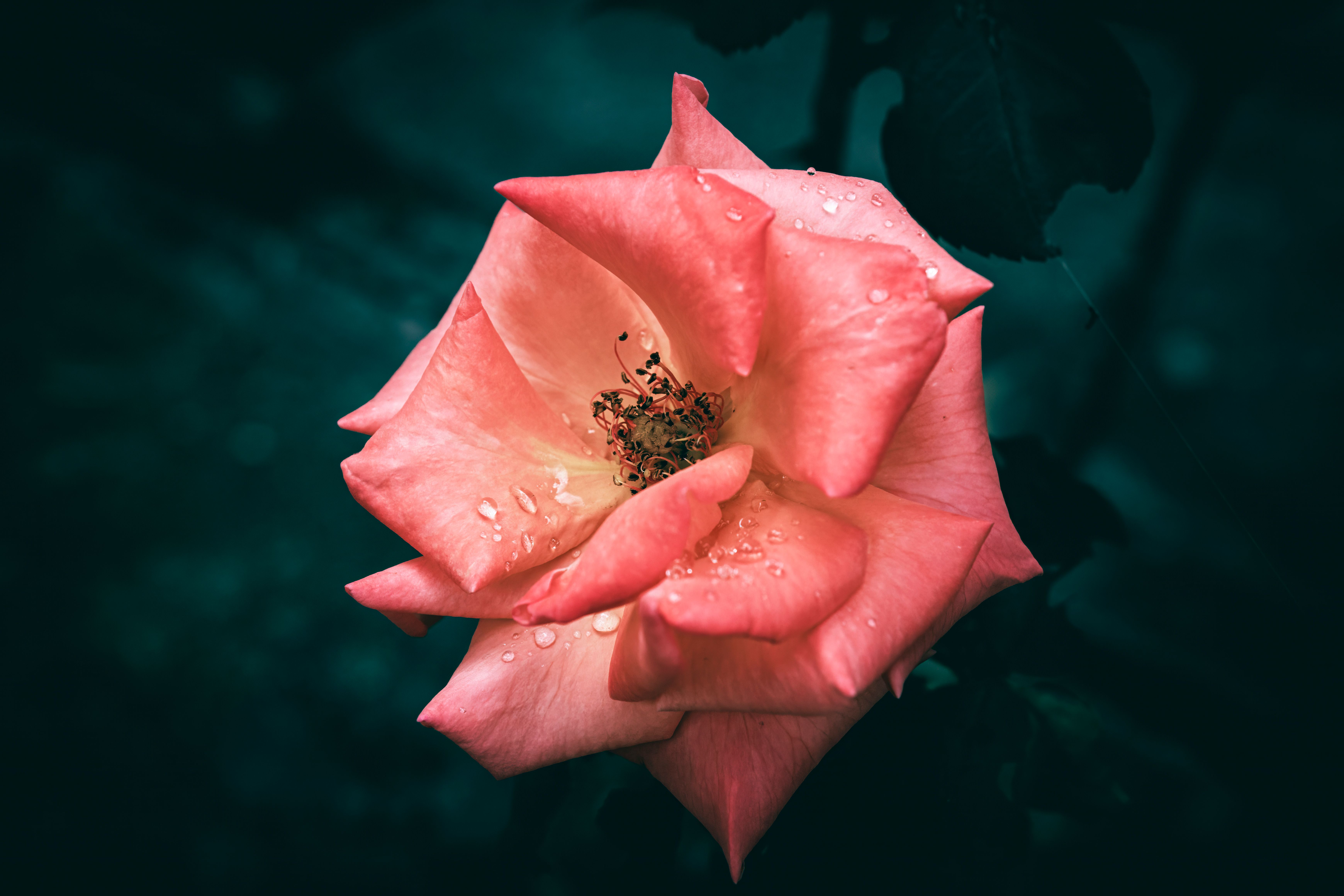 A close up of an orange rose flower in bloom with rain drops · Free ...