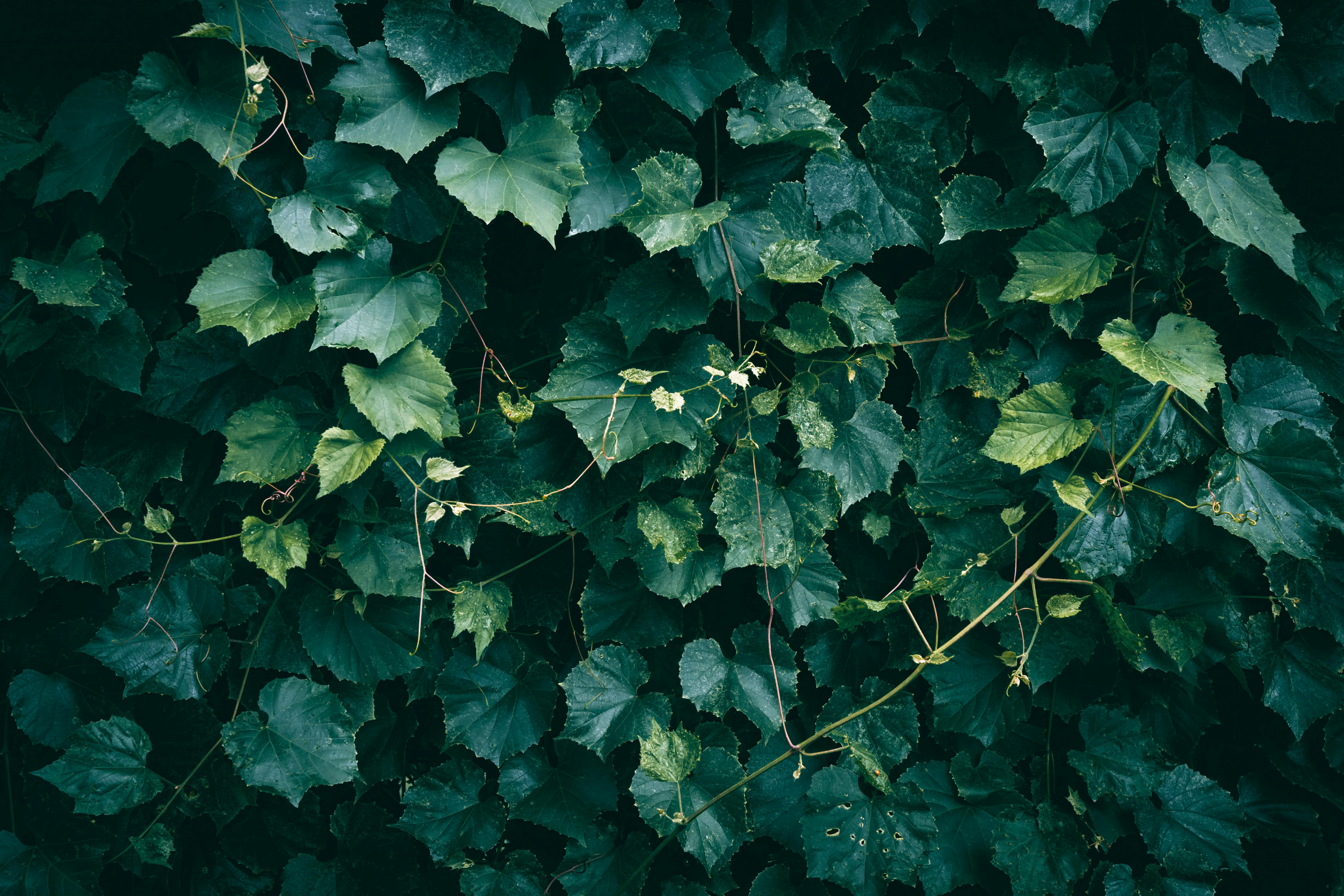 A close up of green Concord grape leaves texture pattern · Free Stock Photo