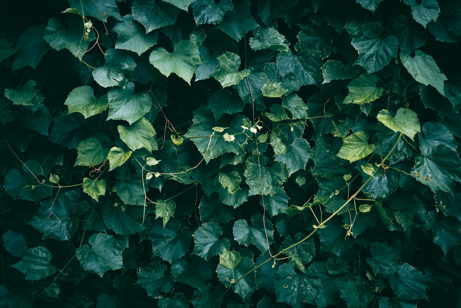 Green Grape Texture Photos, Download The BEST Free Green Grape Texture ...