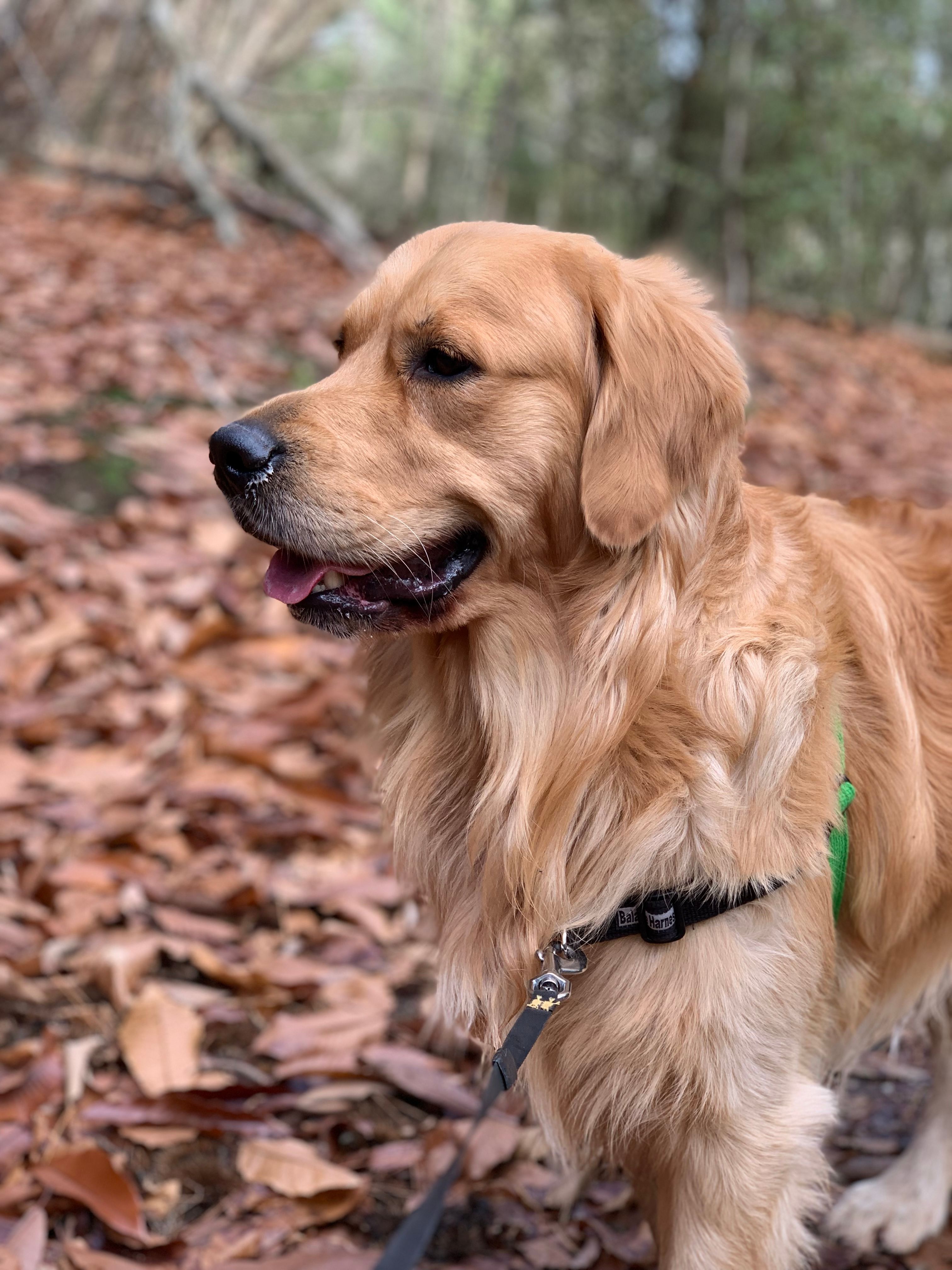 Golden Retriever · Free Stock Photo