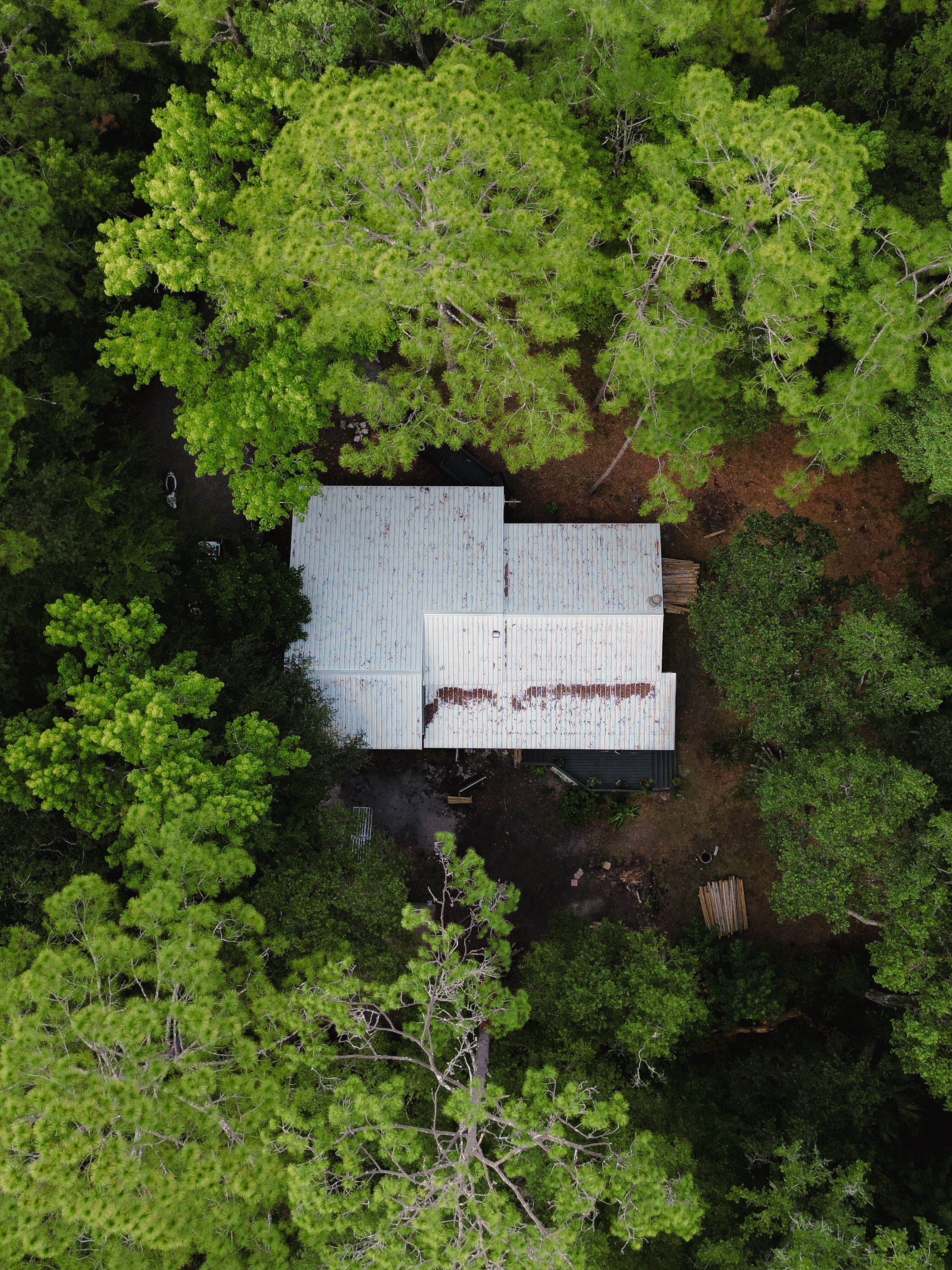 Drone Shot of Trees · Free Stock Photo