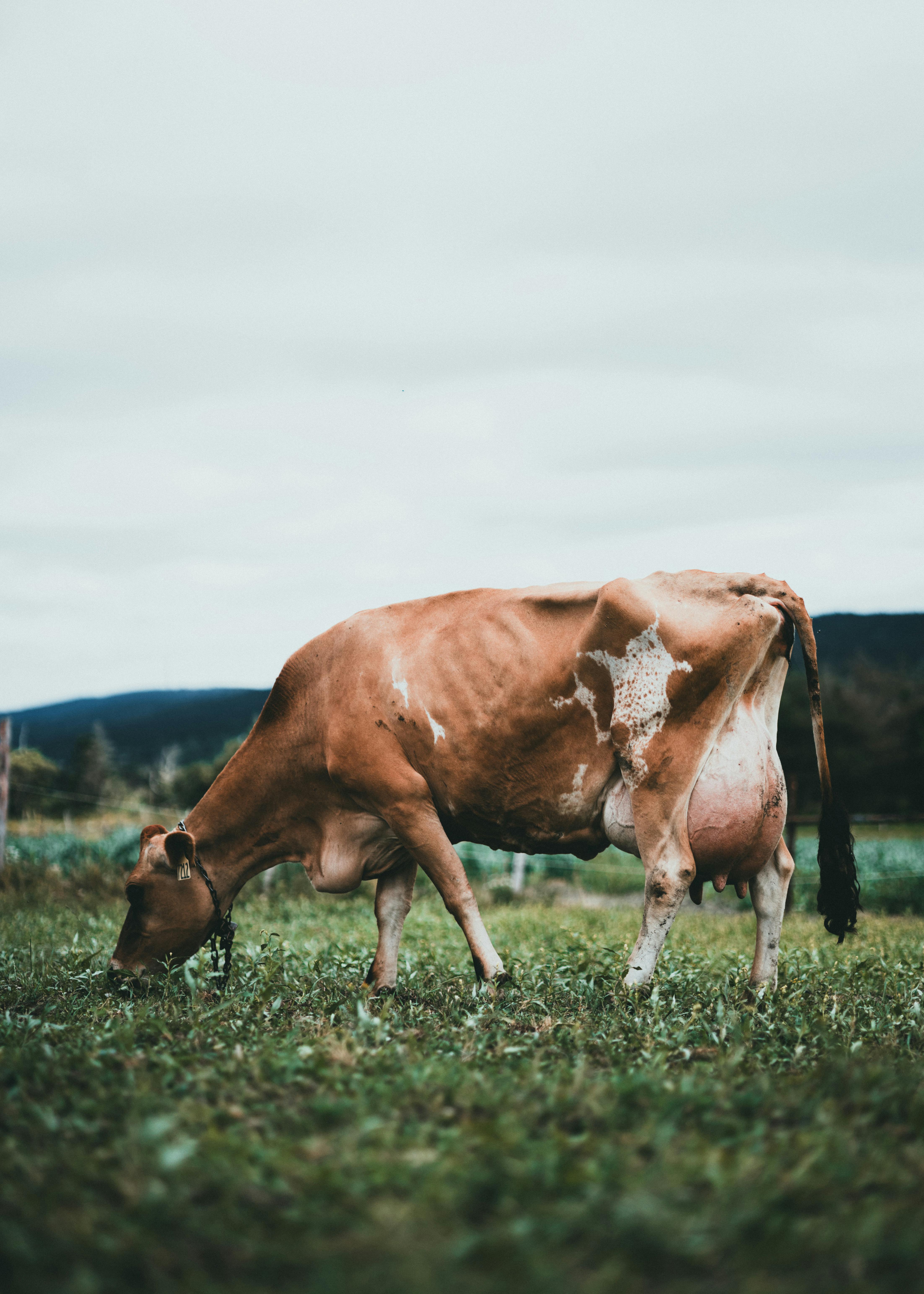 Photography of Cows On Green Field · Free Stock Photo