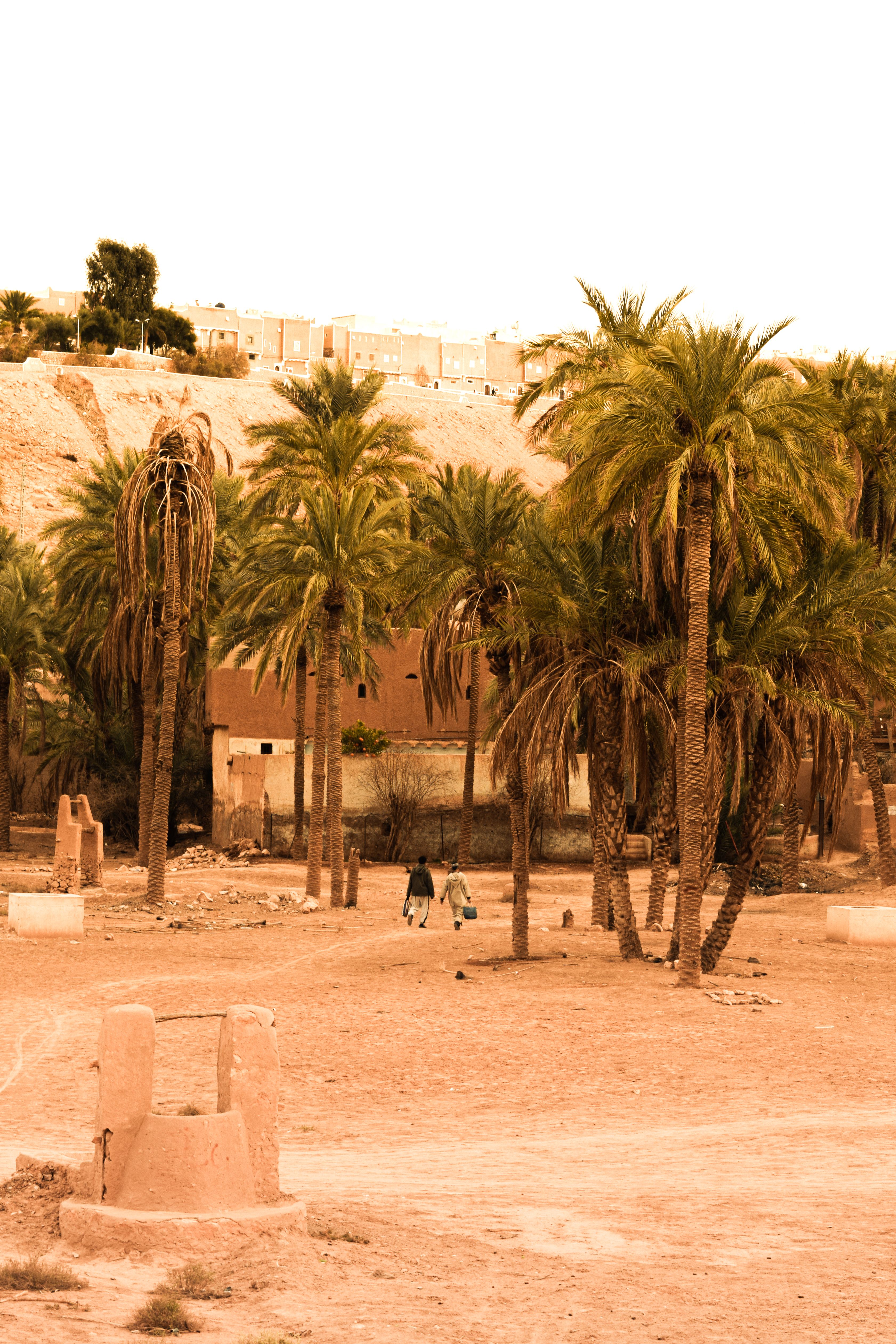 A desert scene with palm trees and a building · Free Stock Photo