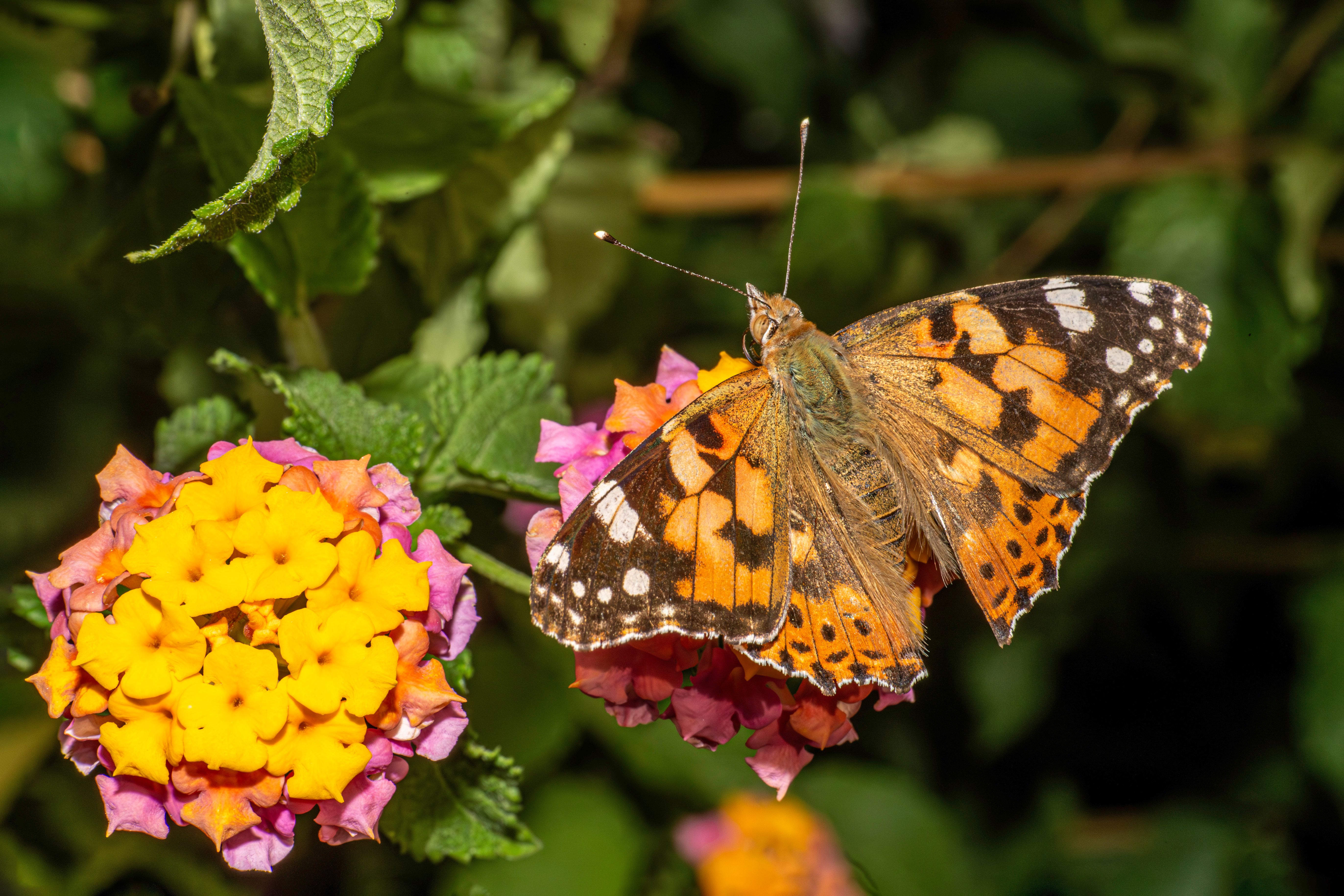 A painted lady butterfly on a flower · Free Stock Photo