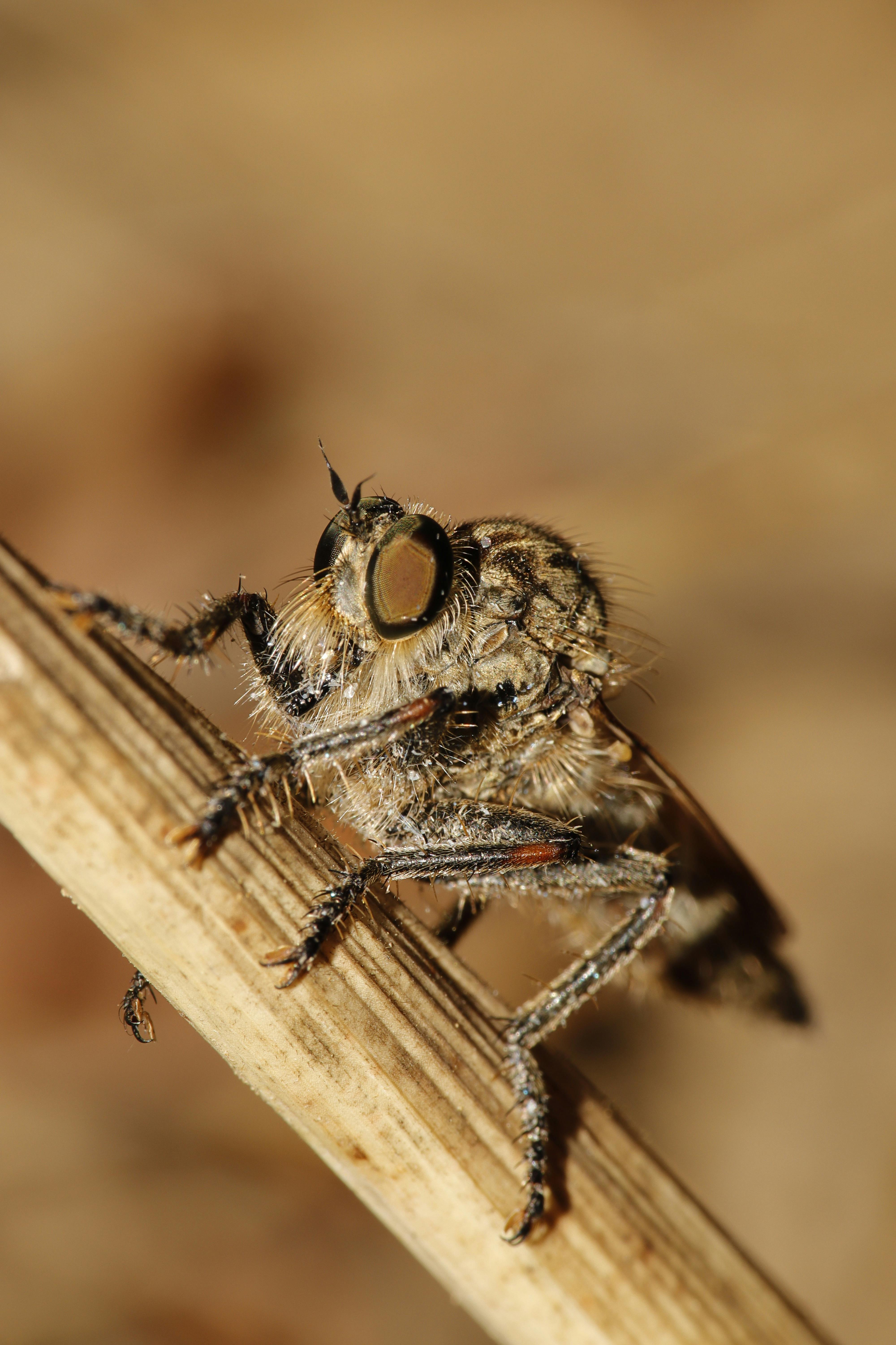 A small fly with large eyes and a long beak · Free Stock Photo