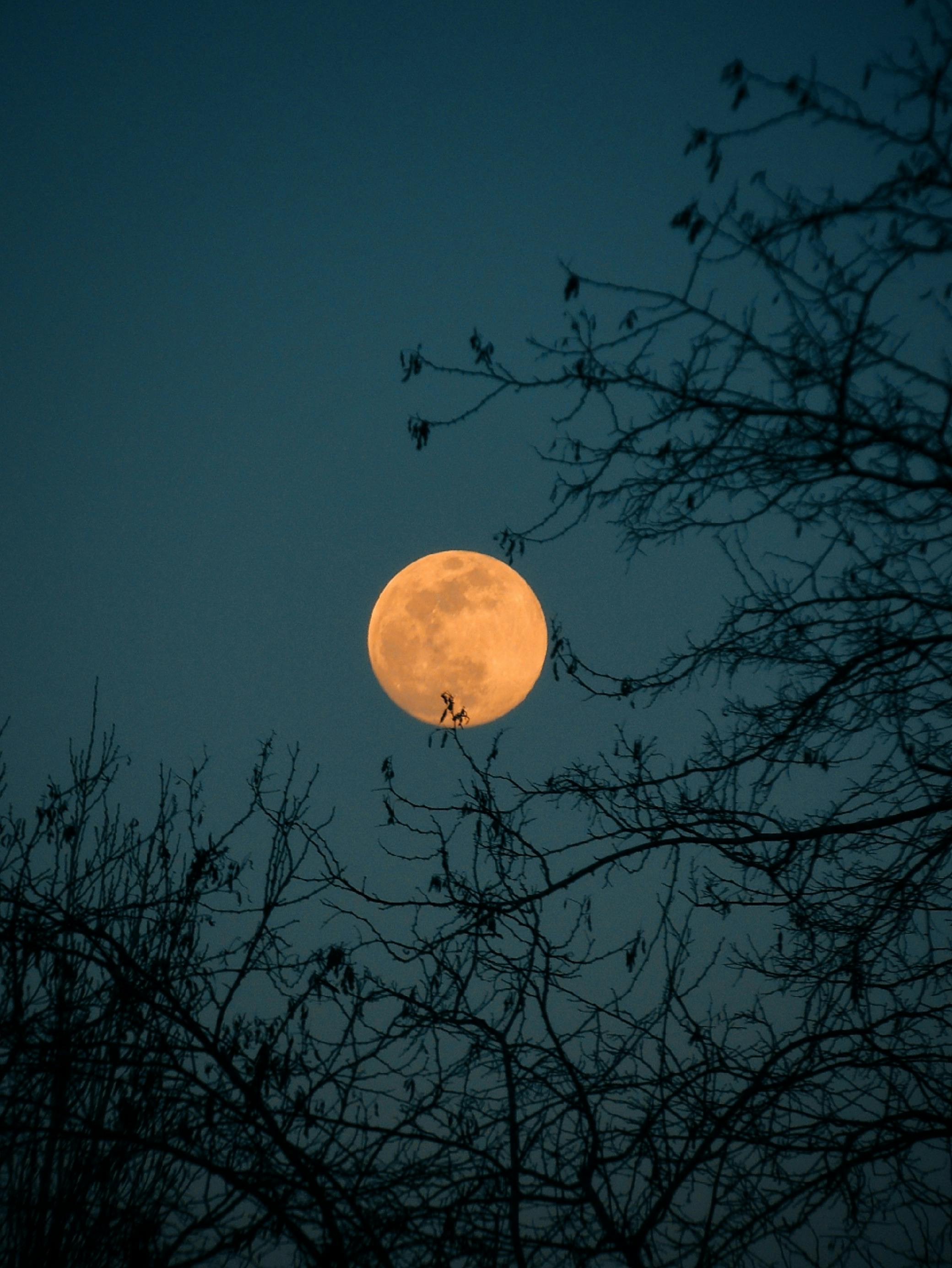 Foto stok gratis tentang alam, alam liar, alami, atmosfer, bayangan ...