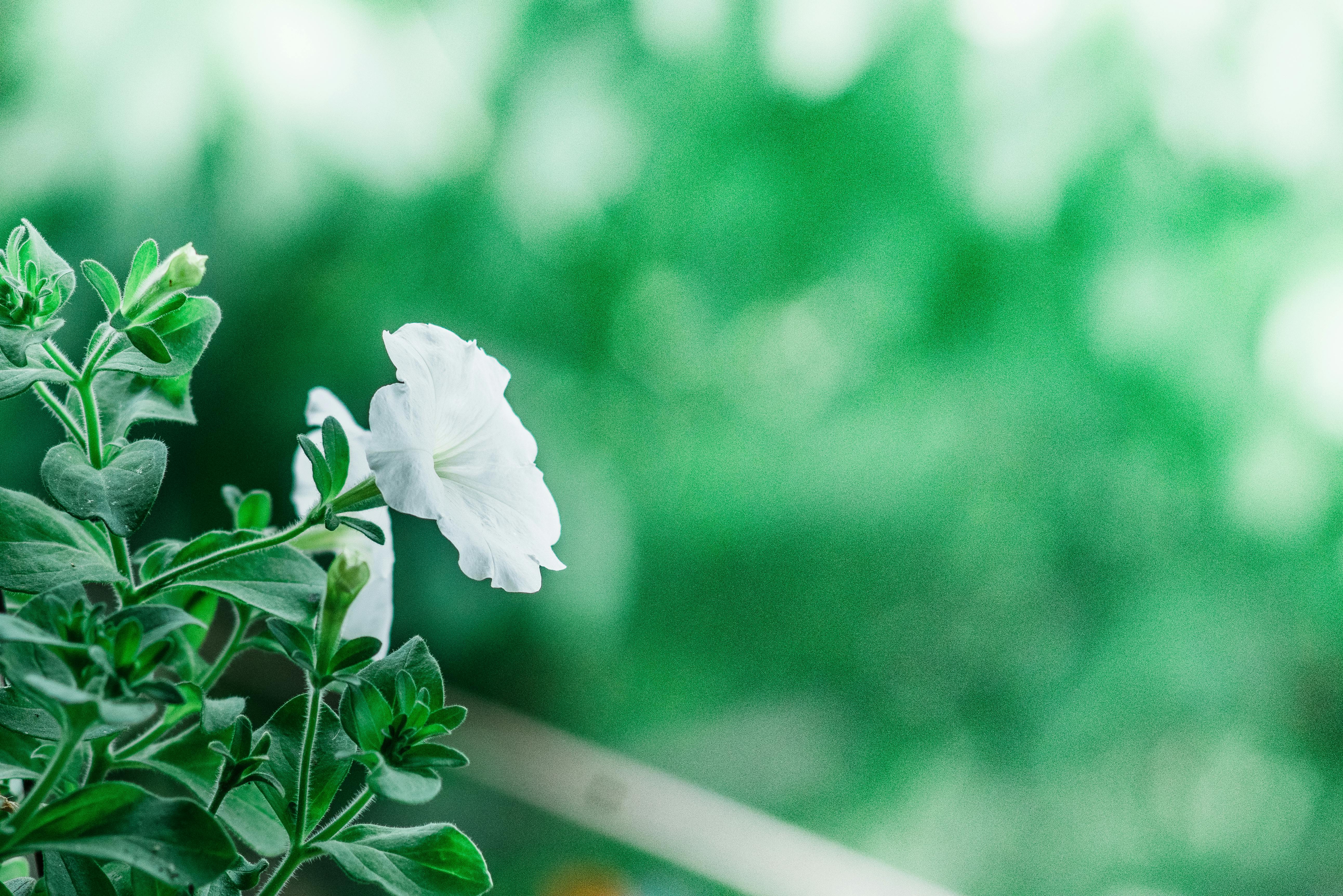 White Flower · Free Stock Photo