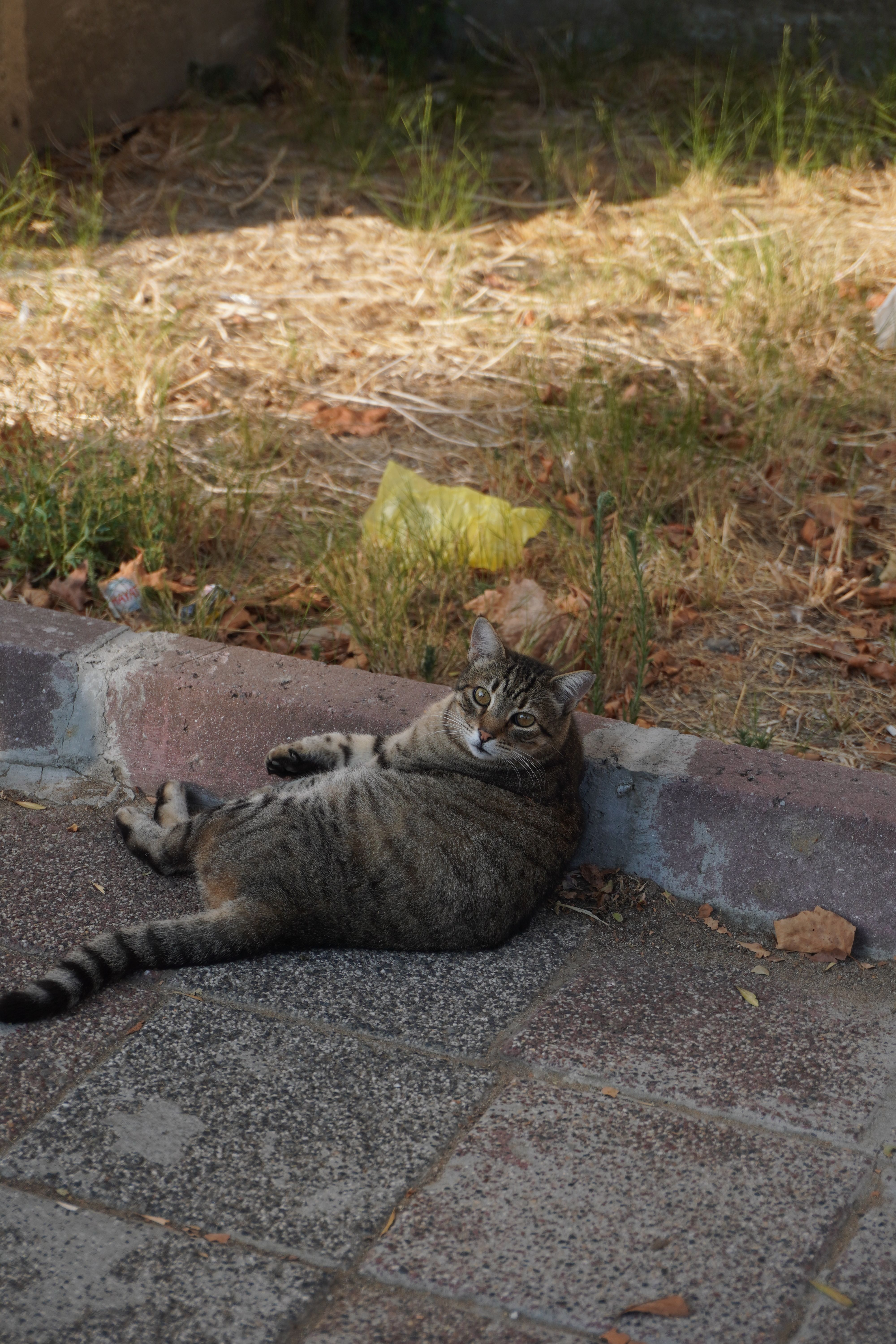 A cat laying on the ground next to a brick wall · Free Stock Photo