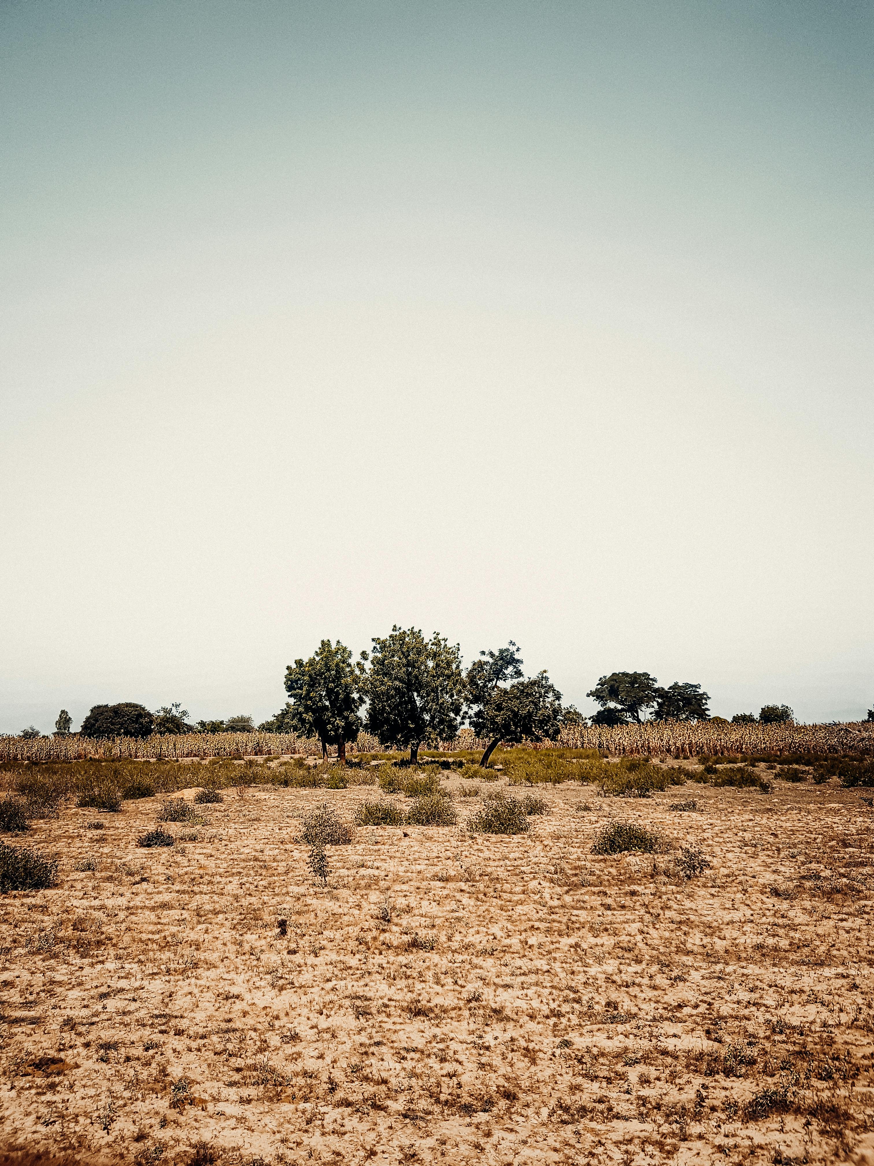 Foto de stock gratuita sobre aire, al aire libre, ambiente, árbol ...
