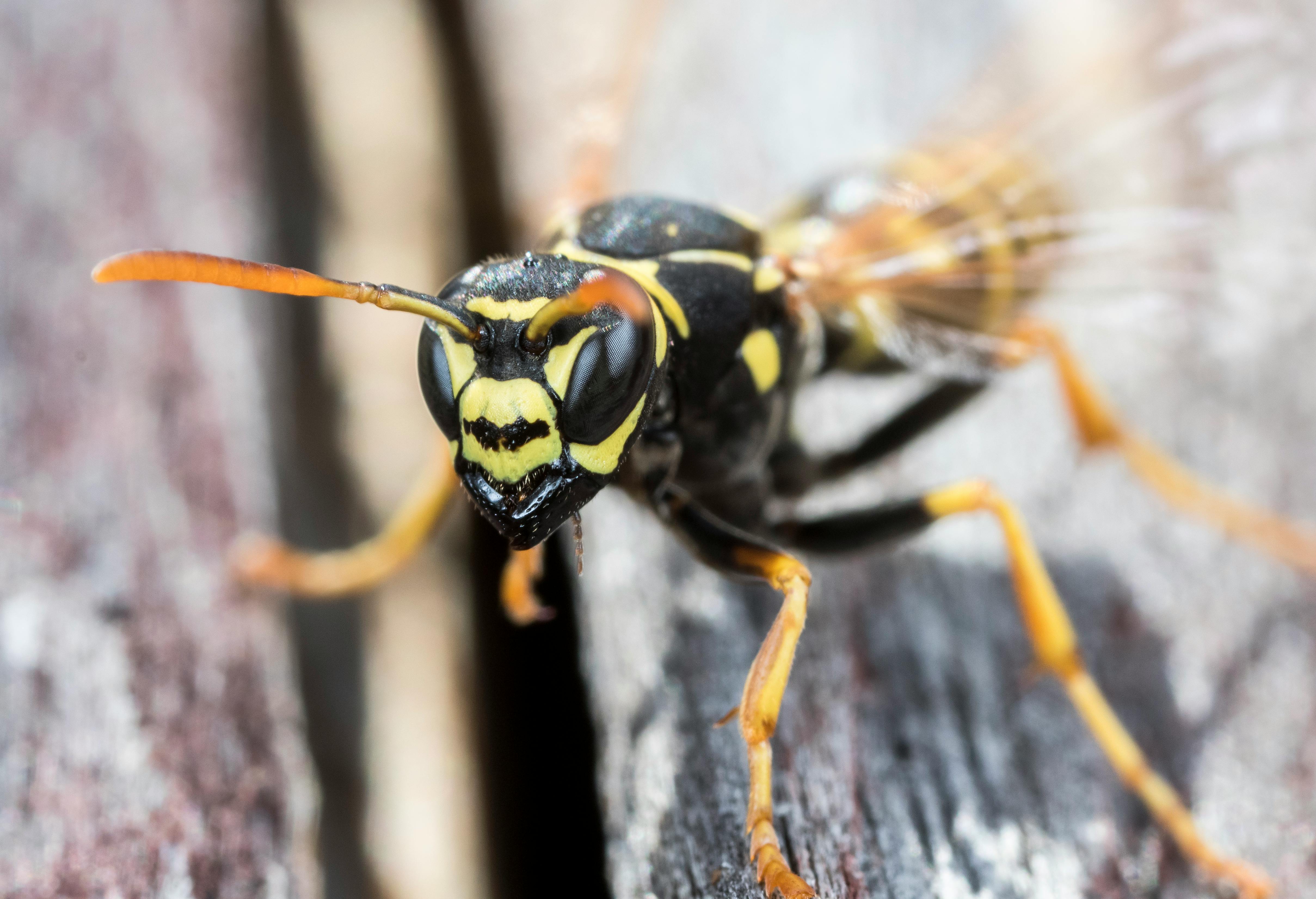 Brown Winged Insect on Green Leaf Plant · Free Stock Photo
