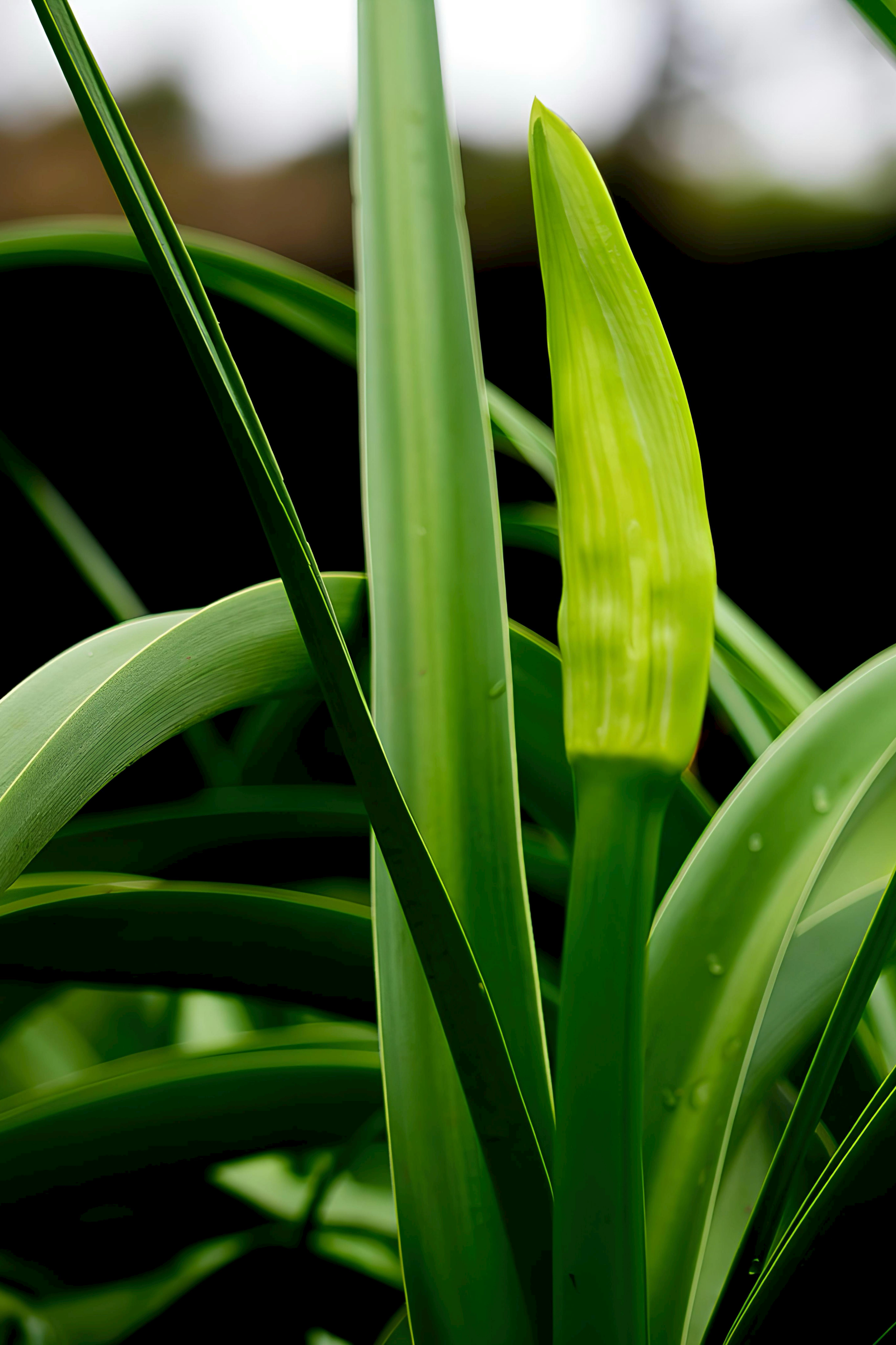 Green Leaf Plant · Free Stock Photo