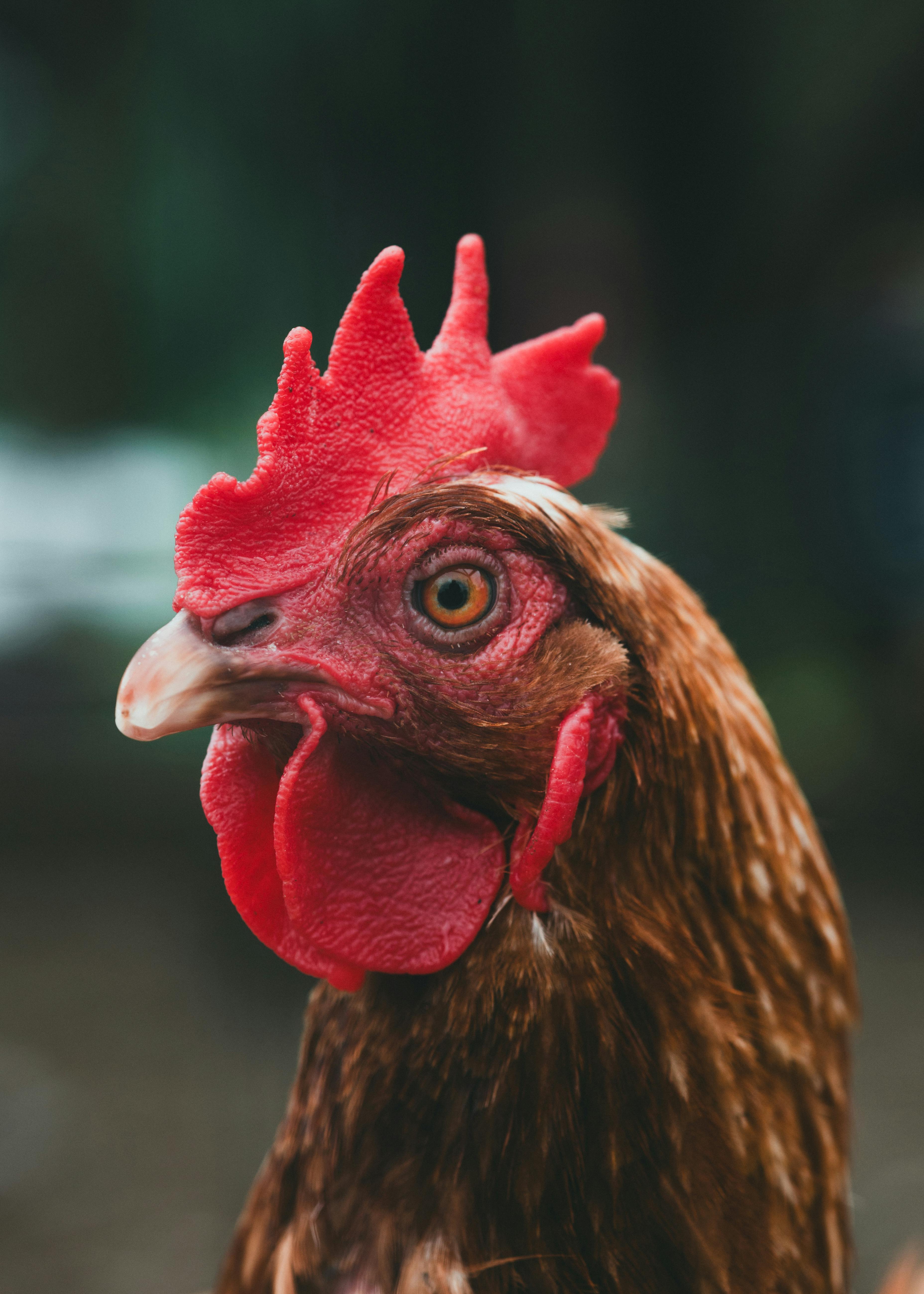 Foto profissional gratuita de @exterior, agricultura, animal, animal da ...