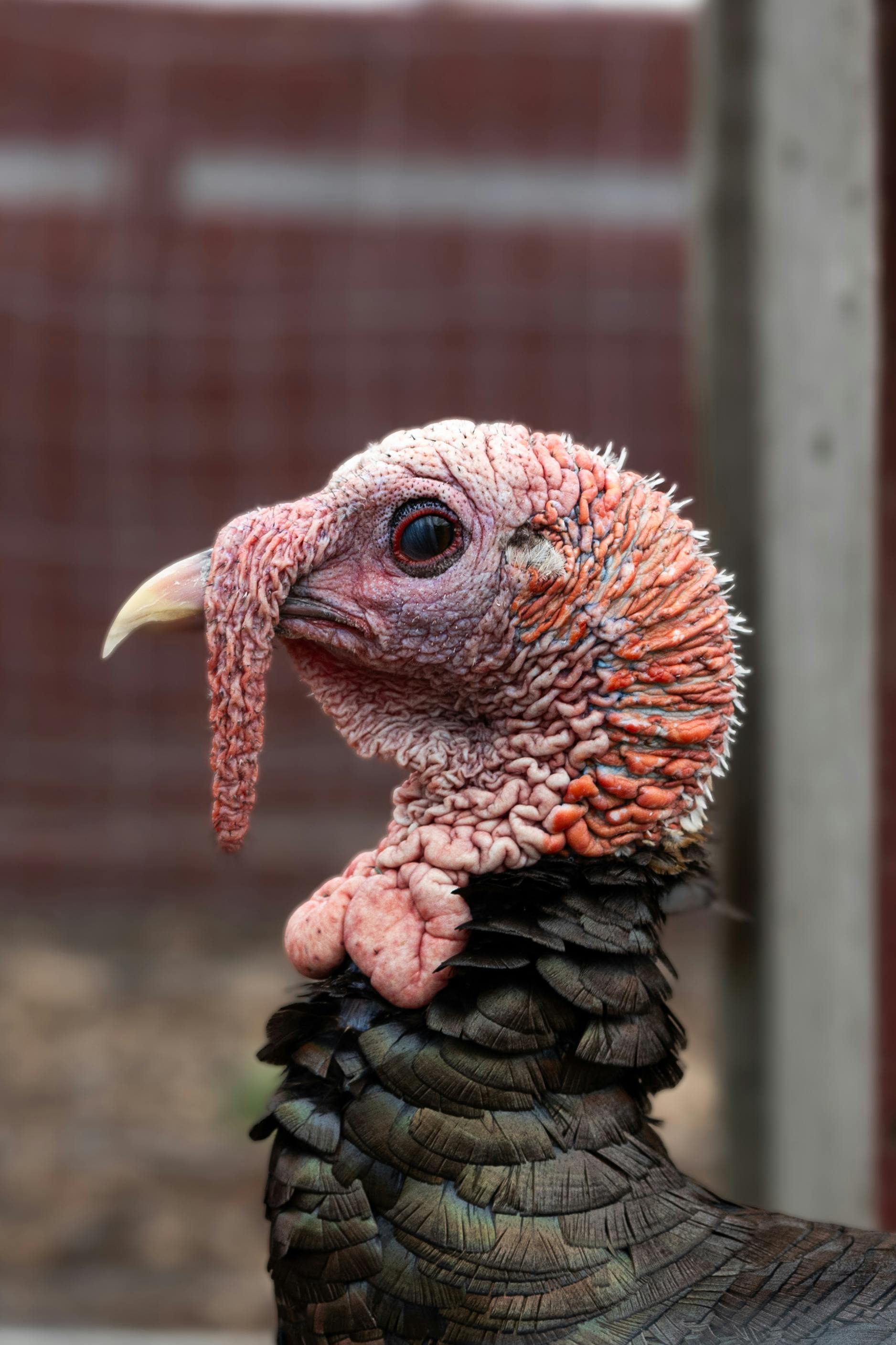 A close up of a turkey's head · Free Stock Photo