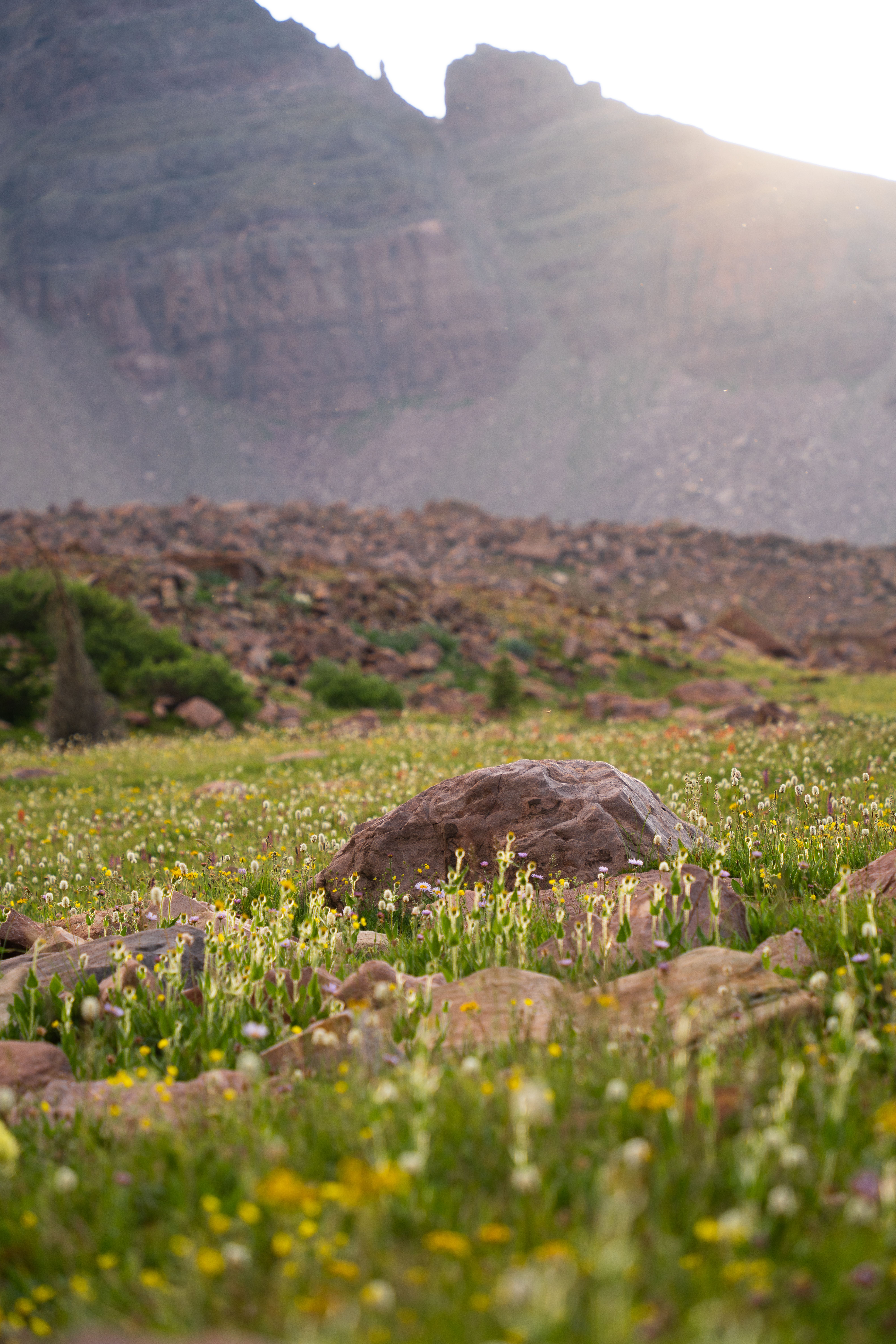 A lone rock in the middle of a field with flowers · Free Stock Photo