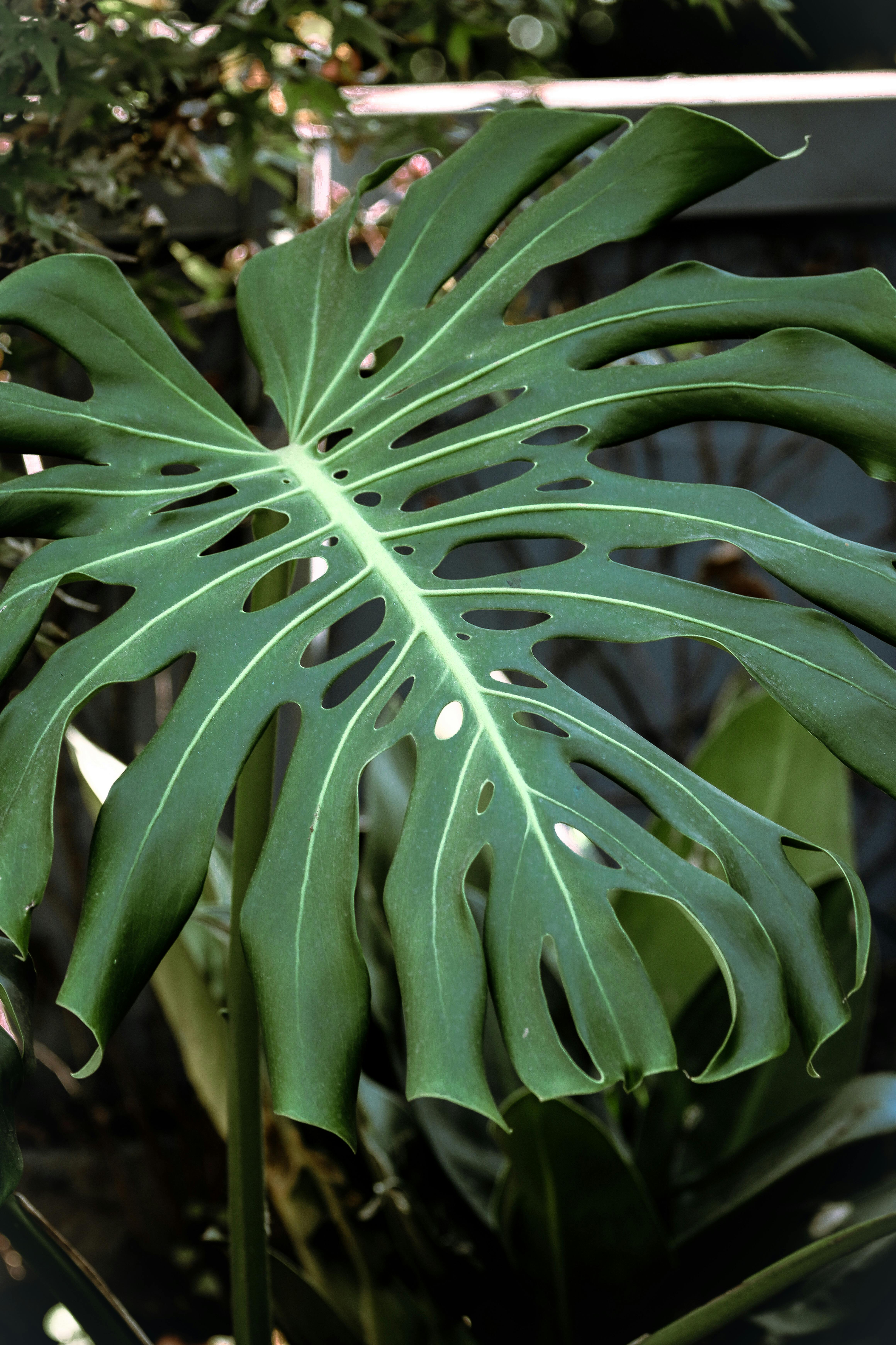 Close-up View Of A Big Leaf · Free Stock Photo