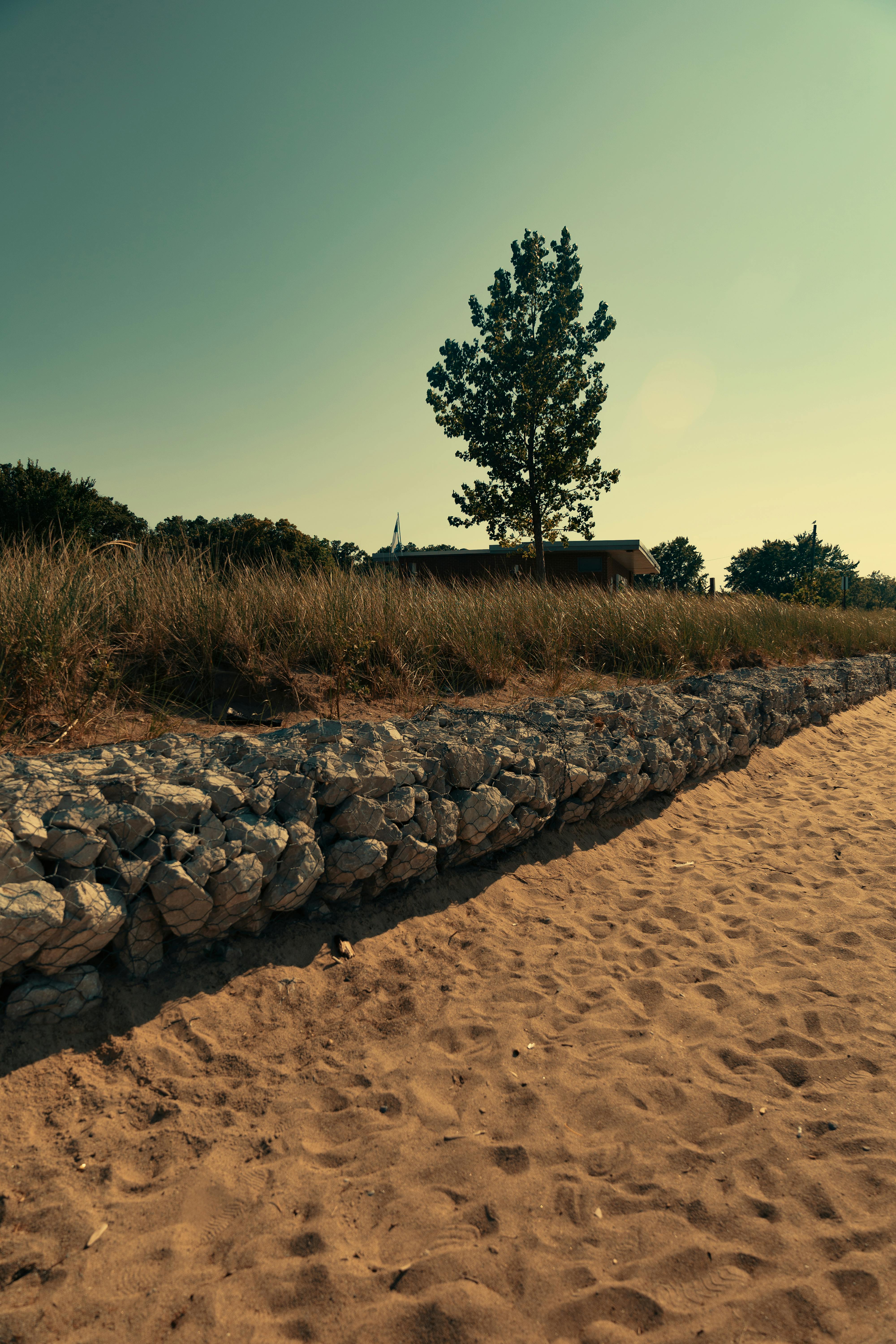 A stone wall on the beach with a tree · Free Stock Photo