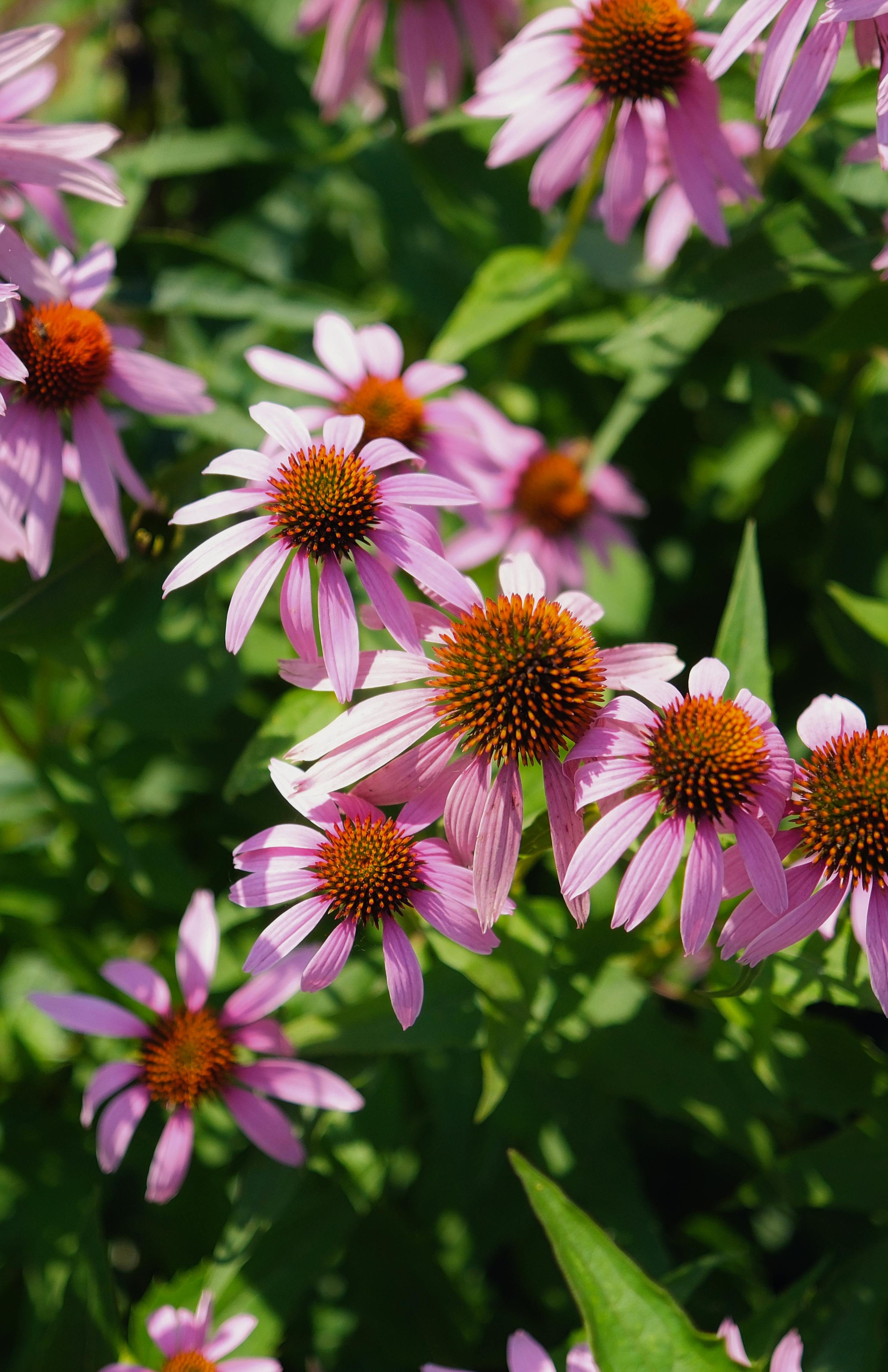 Close-up of Coneflowers Growing in a Garden · Free Stock Photo