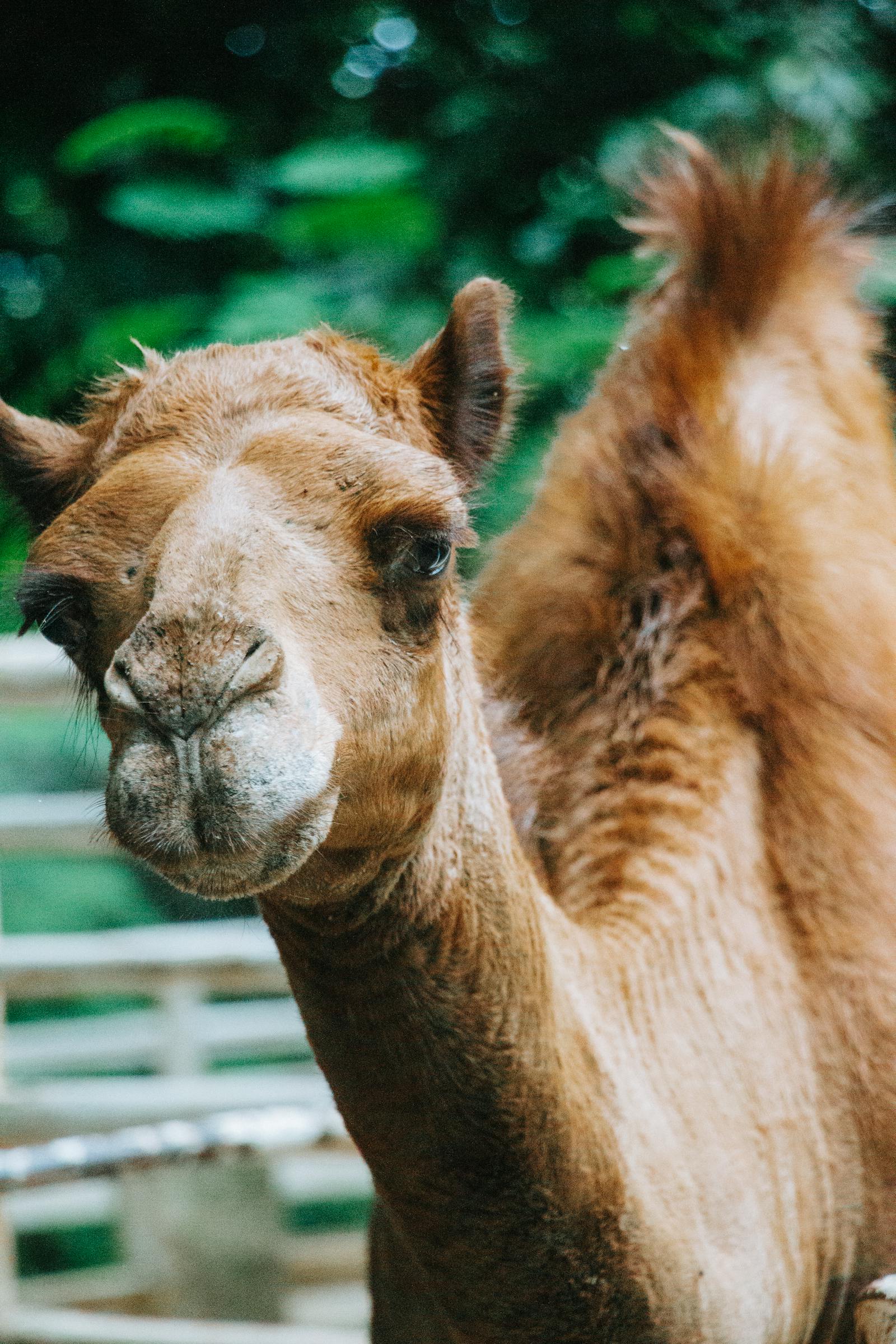 Funny Camel Photos, Download The BEST Free Funny Camel Stock Photos ...