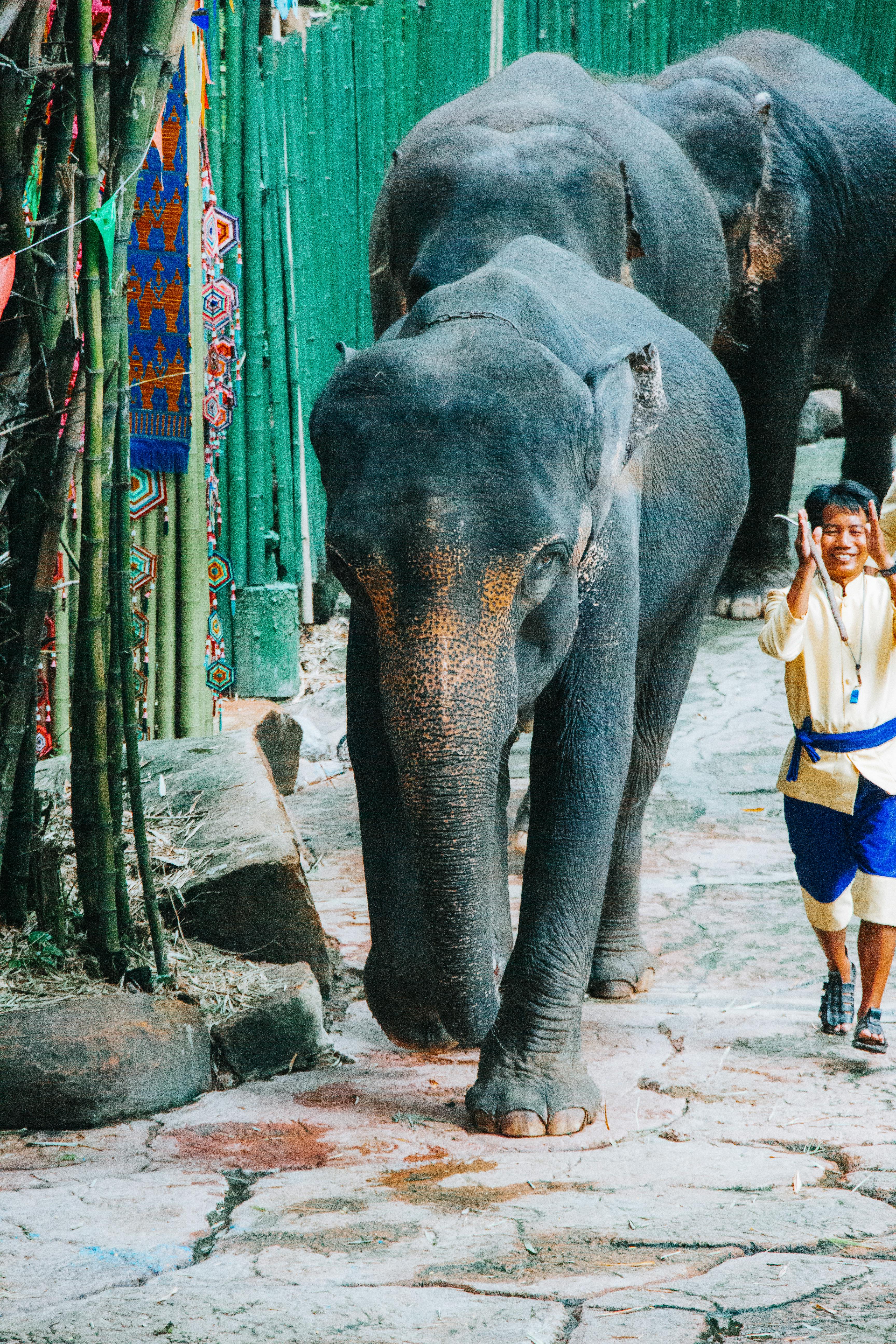 Safari Show Photos, Download The BEST Free Safari Show Stock Photos ...